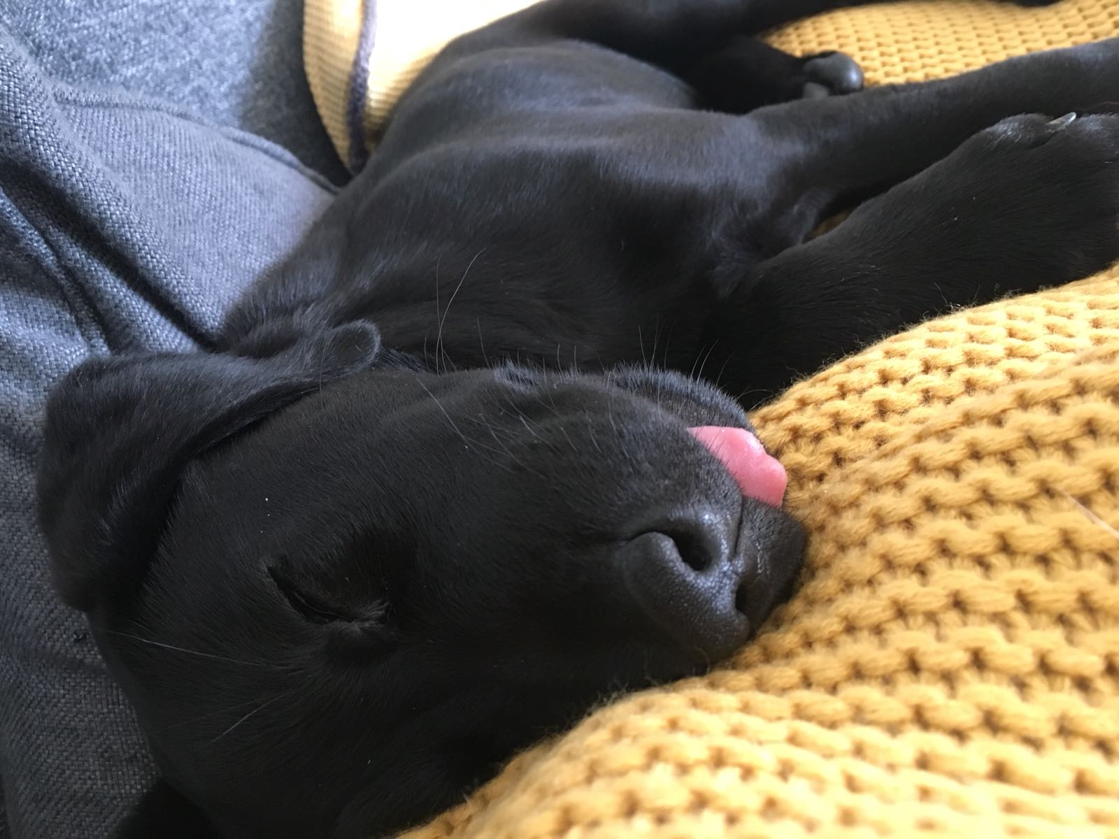 The rare 12 week old inverted sleep blop. | Scrolller
