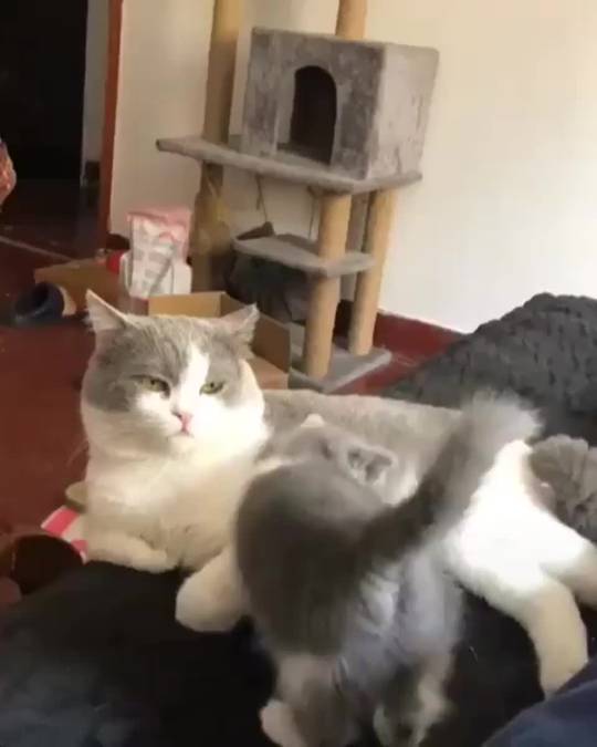 The rare back paw tap | Scrolller