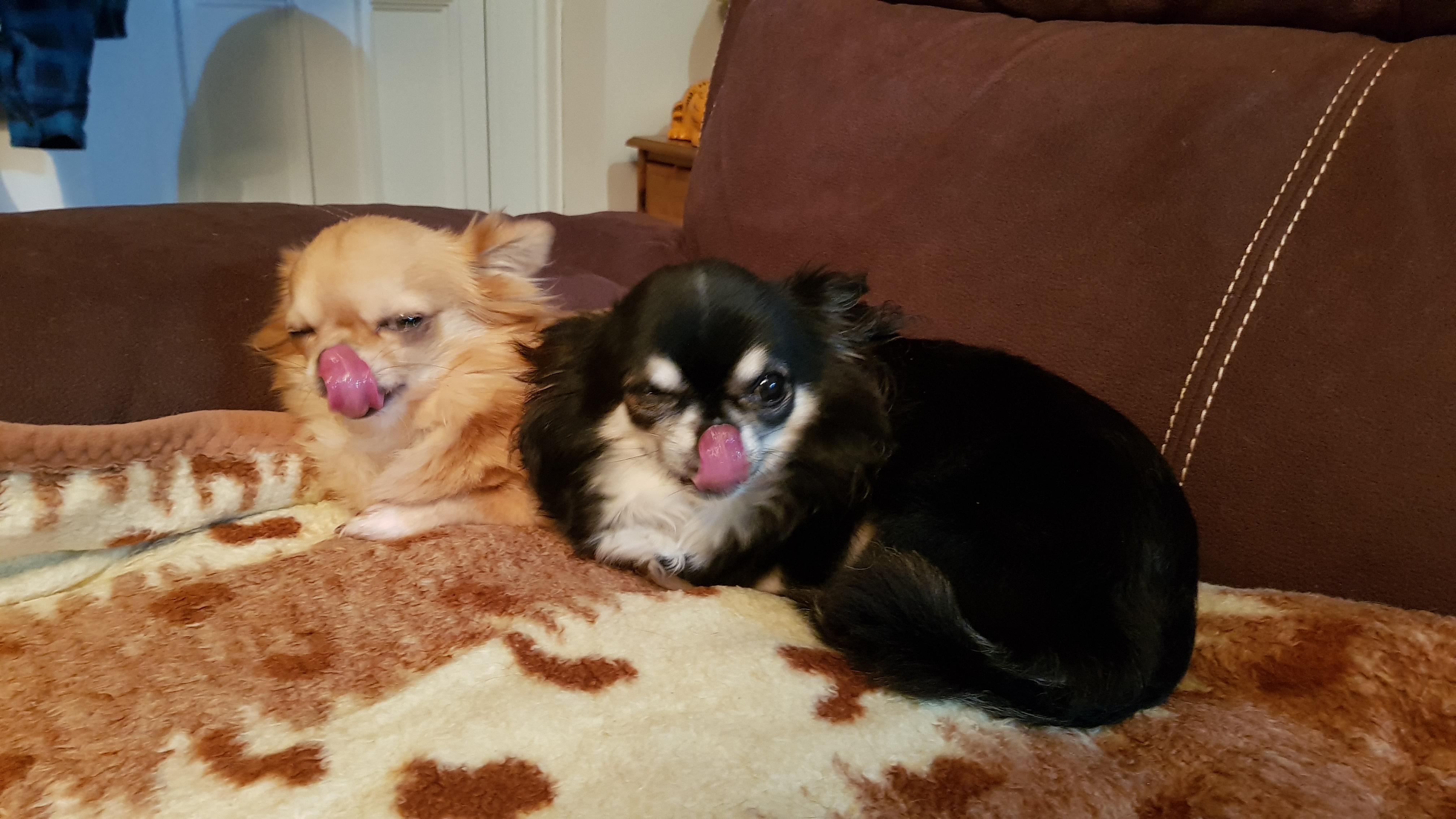 The rare double mlem | Scrolller