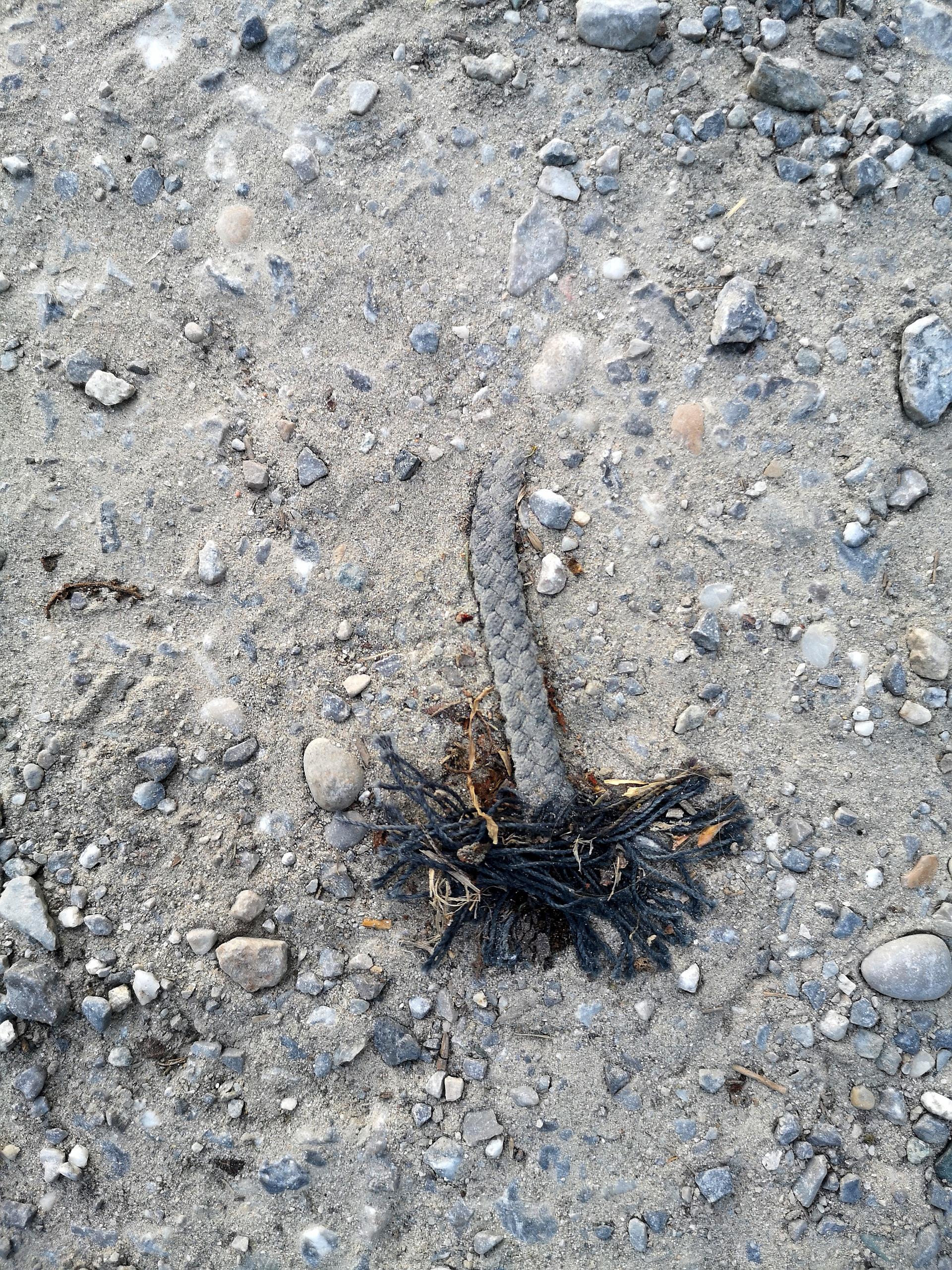 Roadkill | Pictures | Scrolller