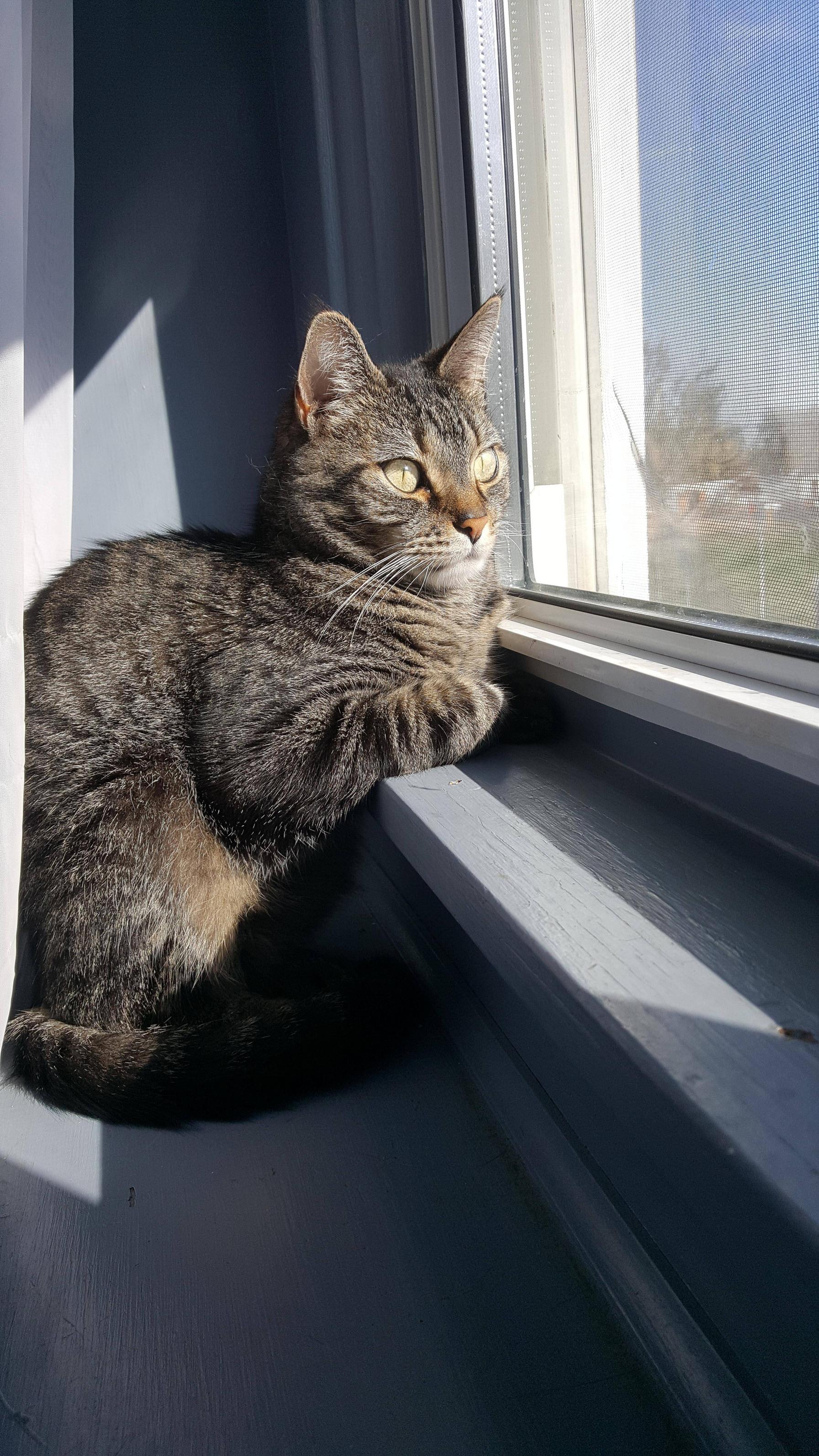 The rare window sill half loaf | Scrolller