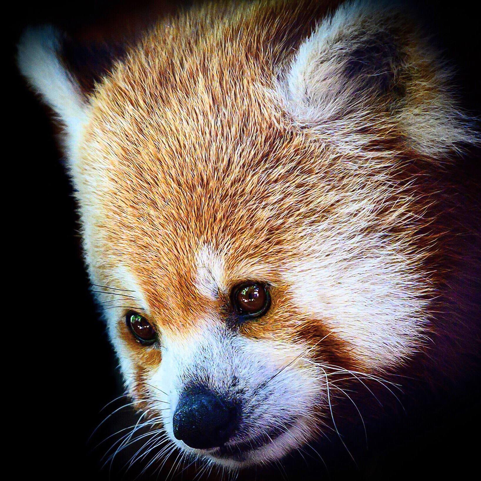 The Red Panda | Scrolller