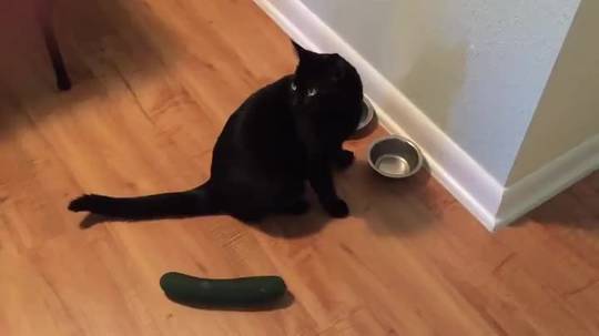 The Return of the Cucumber | Scrolller