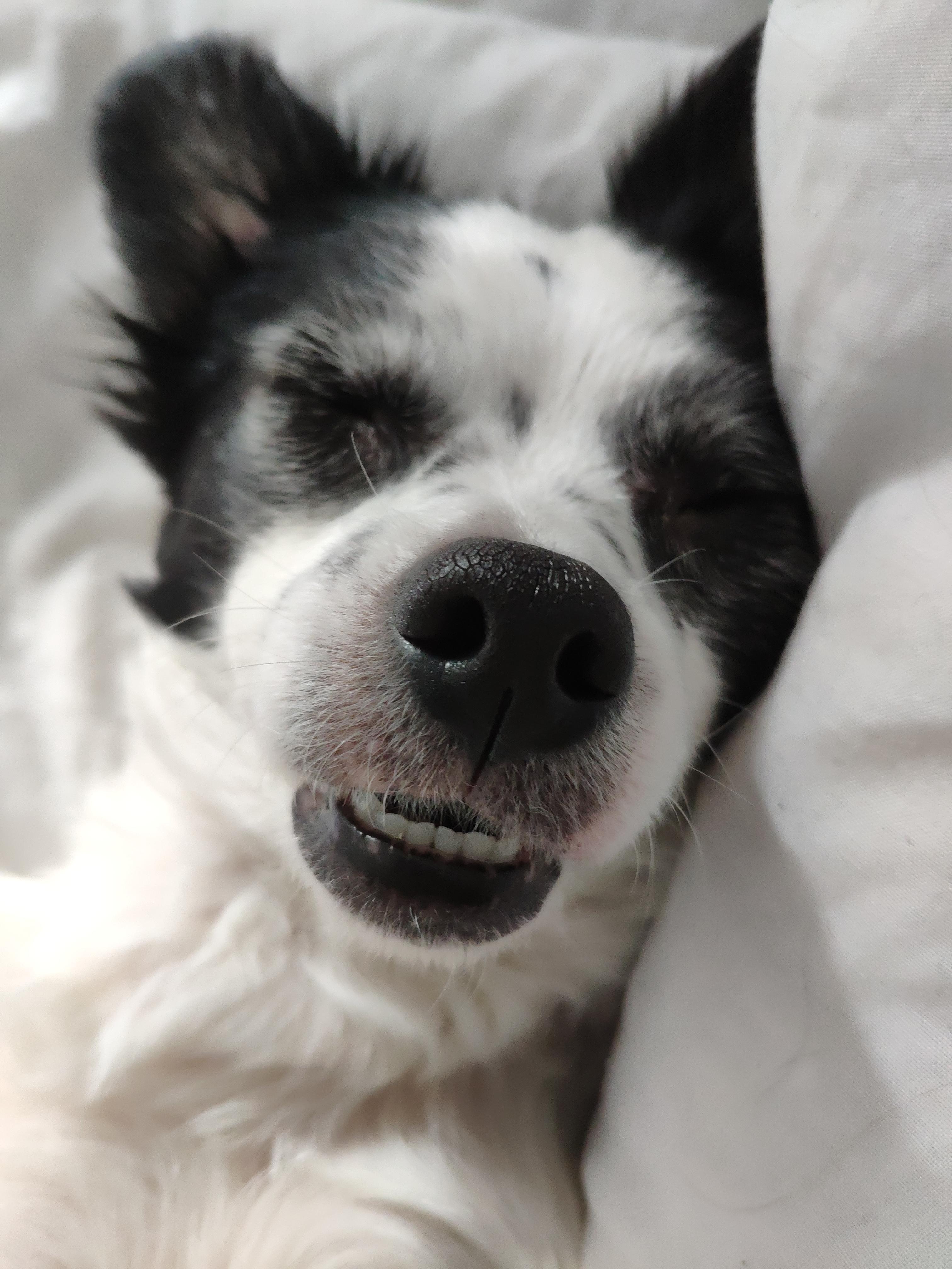 The Snoot 😭 | Scrolller