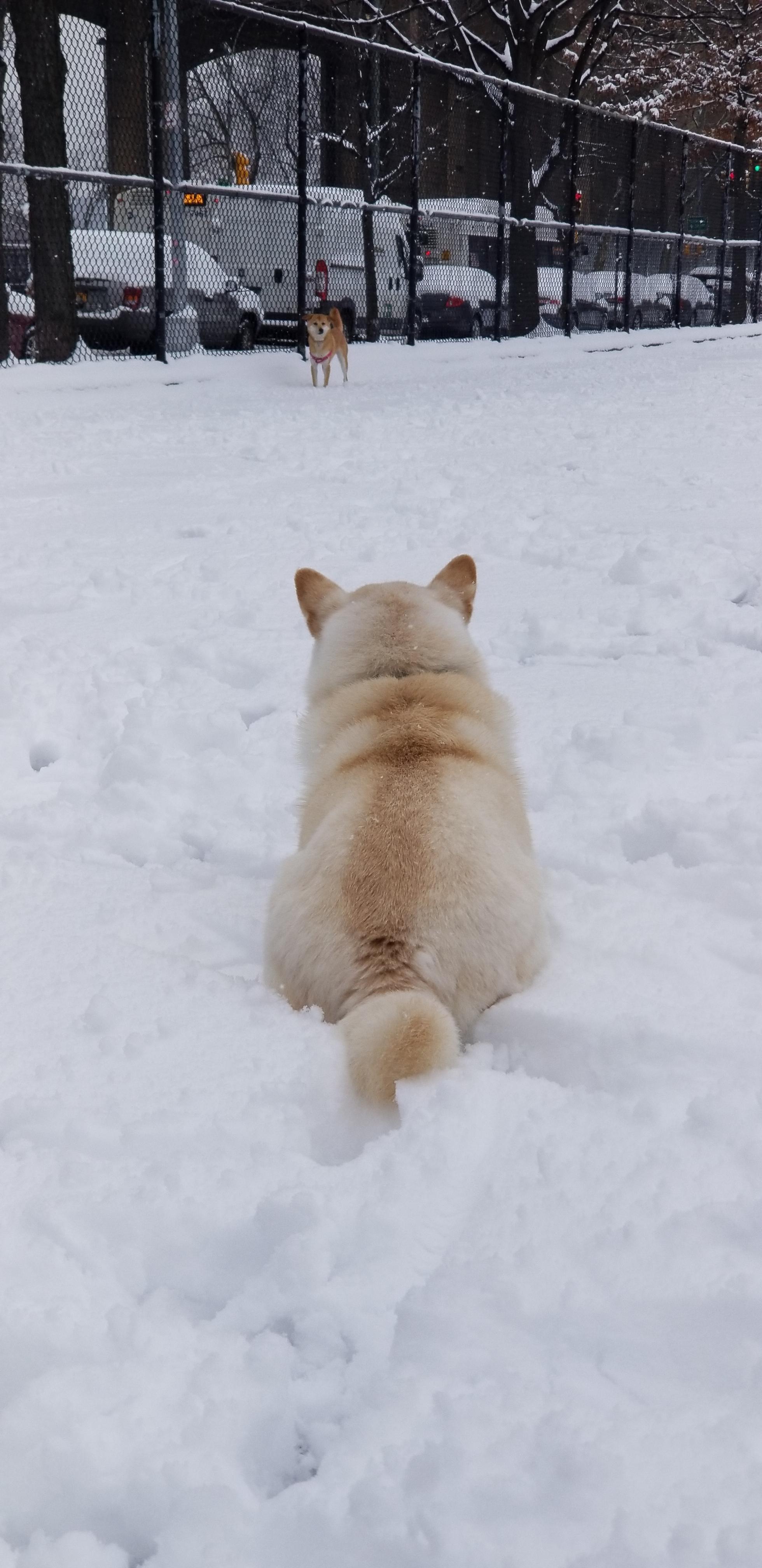 The Standoff | Scrolller