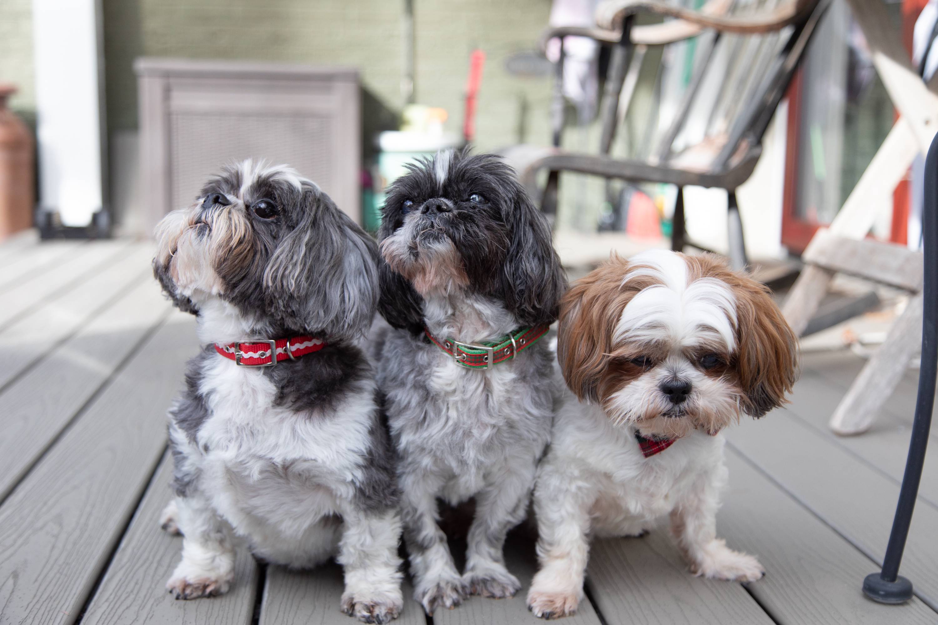 The three amigos | Scrolller