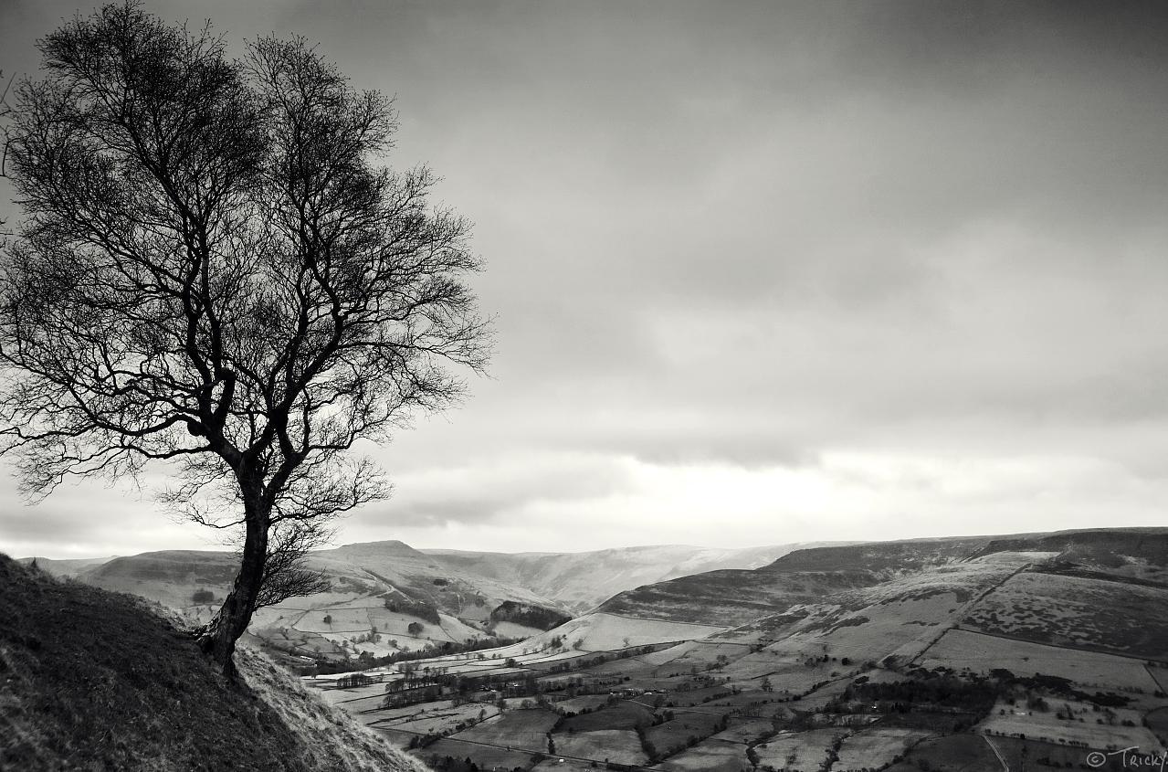 The Tree.. | Scrolller