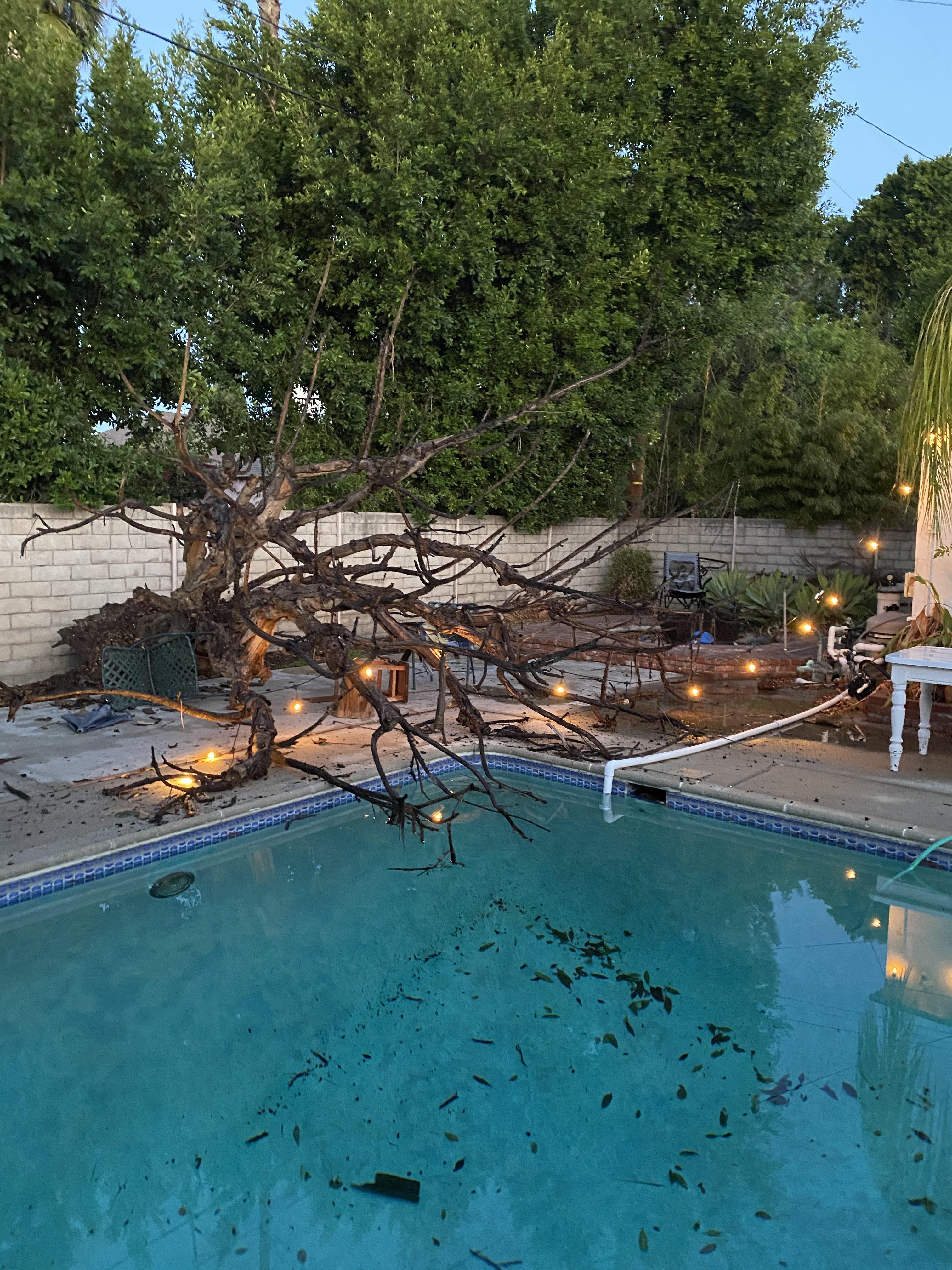 The tree in my backyard uprooted and fell over | Scrolller