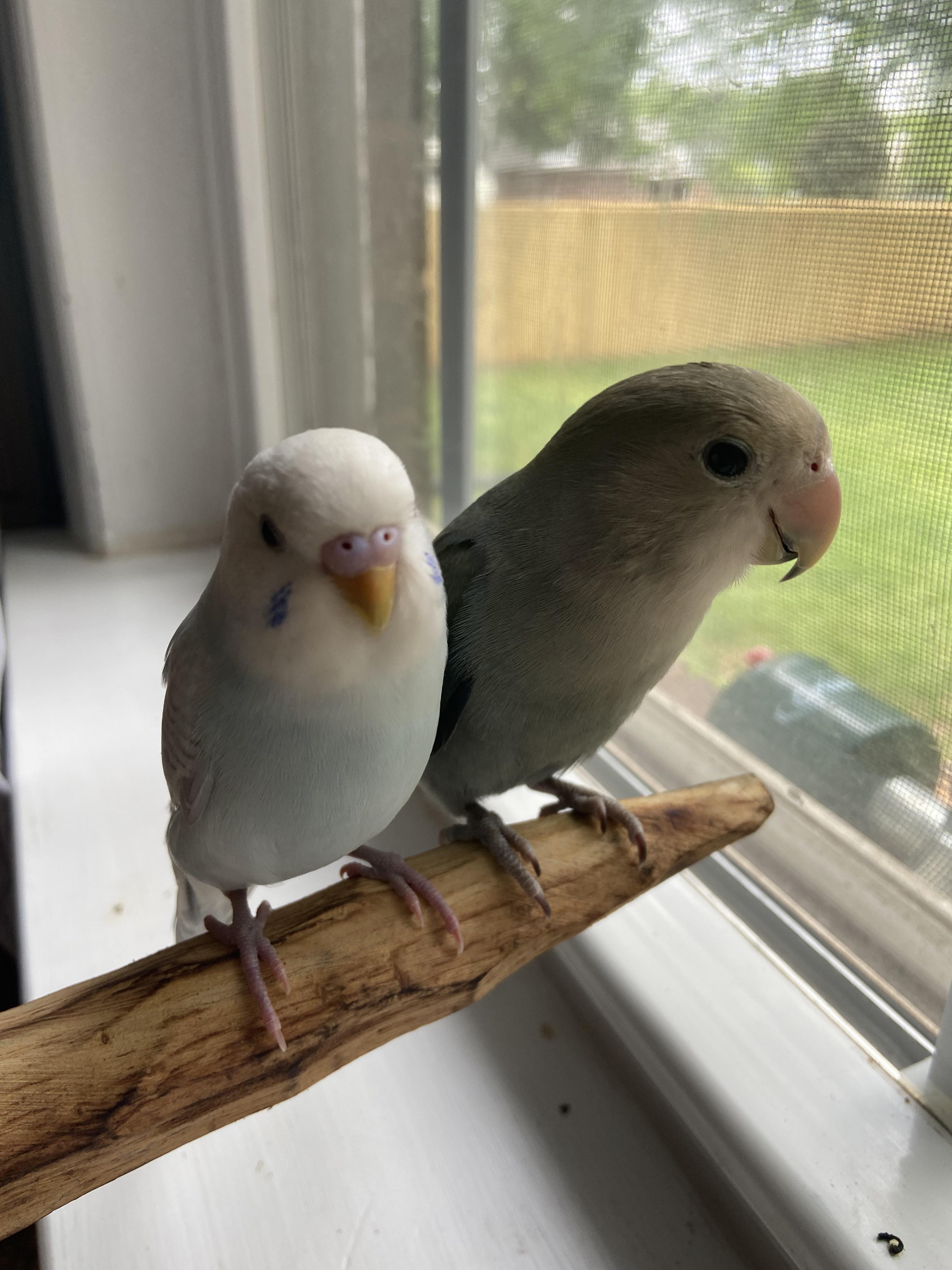 The trouble making duo | Scrolller