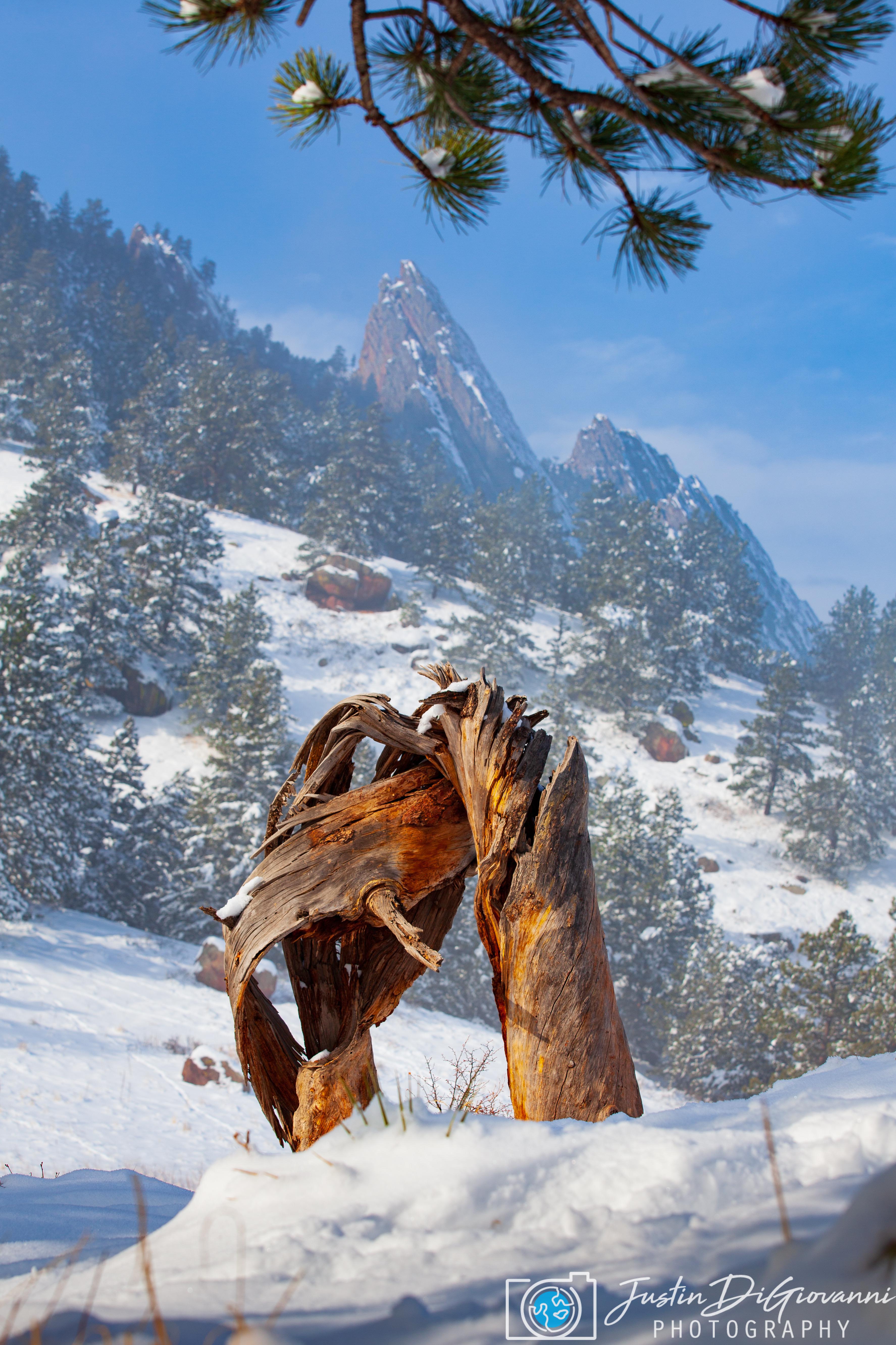 The Twisted Tree [OC] | Scrolller