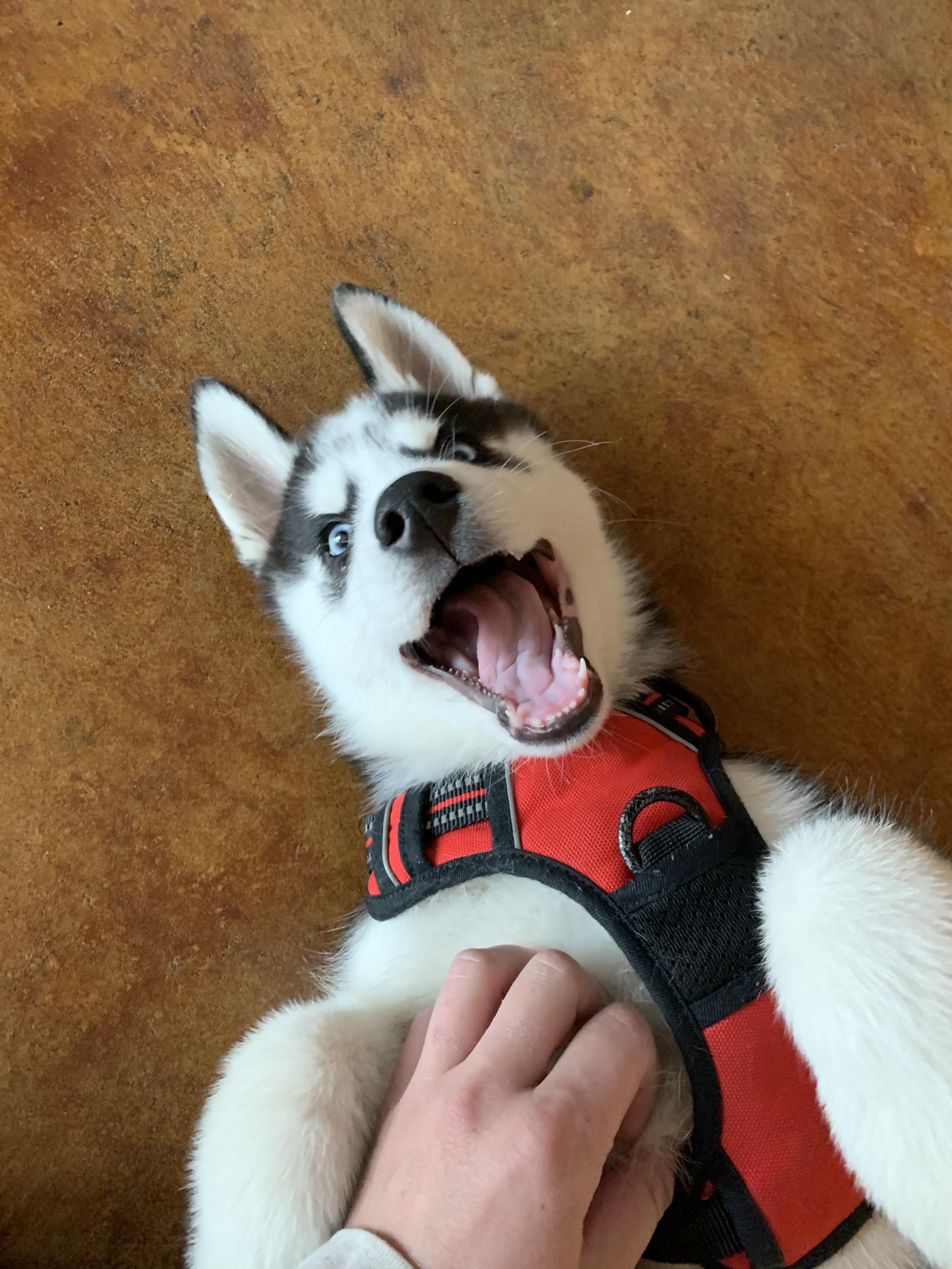 Discover more like Husky: The ultimate derp ️ and Related Content | Scrolller