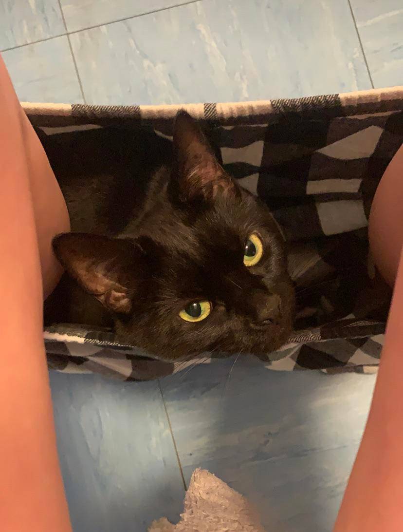 The weather is getting cooler. Zelda knows the warmest spots | Scrolller