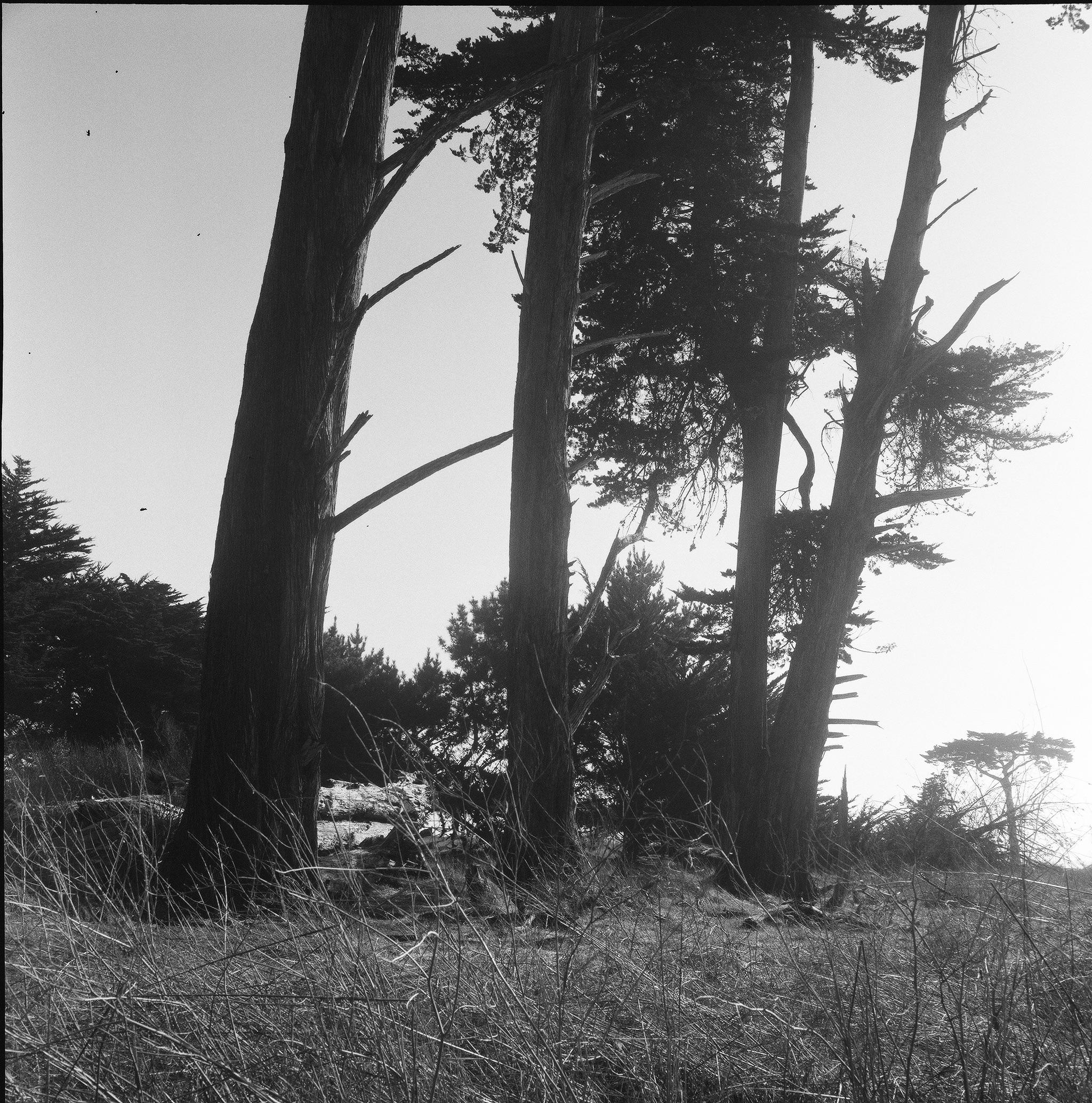 The Winter Trees | Rolleiflex Automat | Delta 400 | | Scrolller