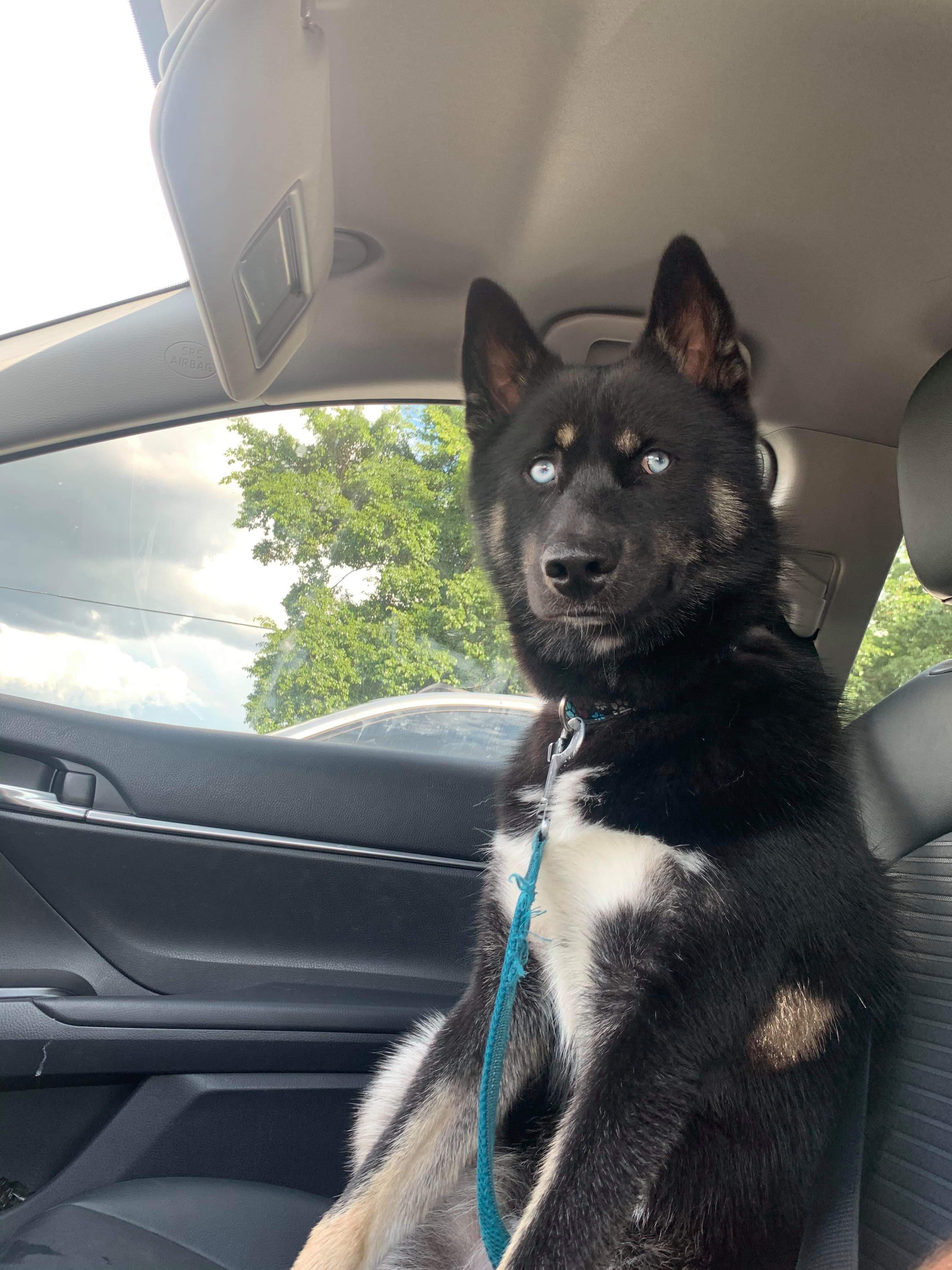 Theo the pomsky. About 8 months old | Scrolller