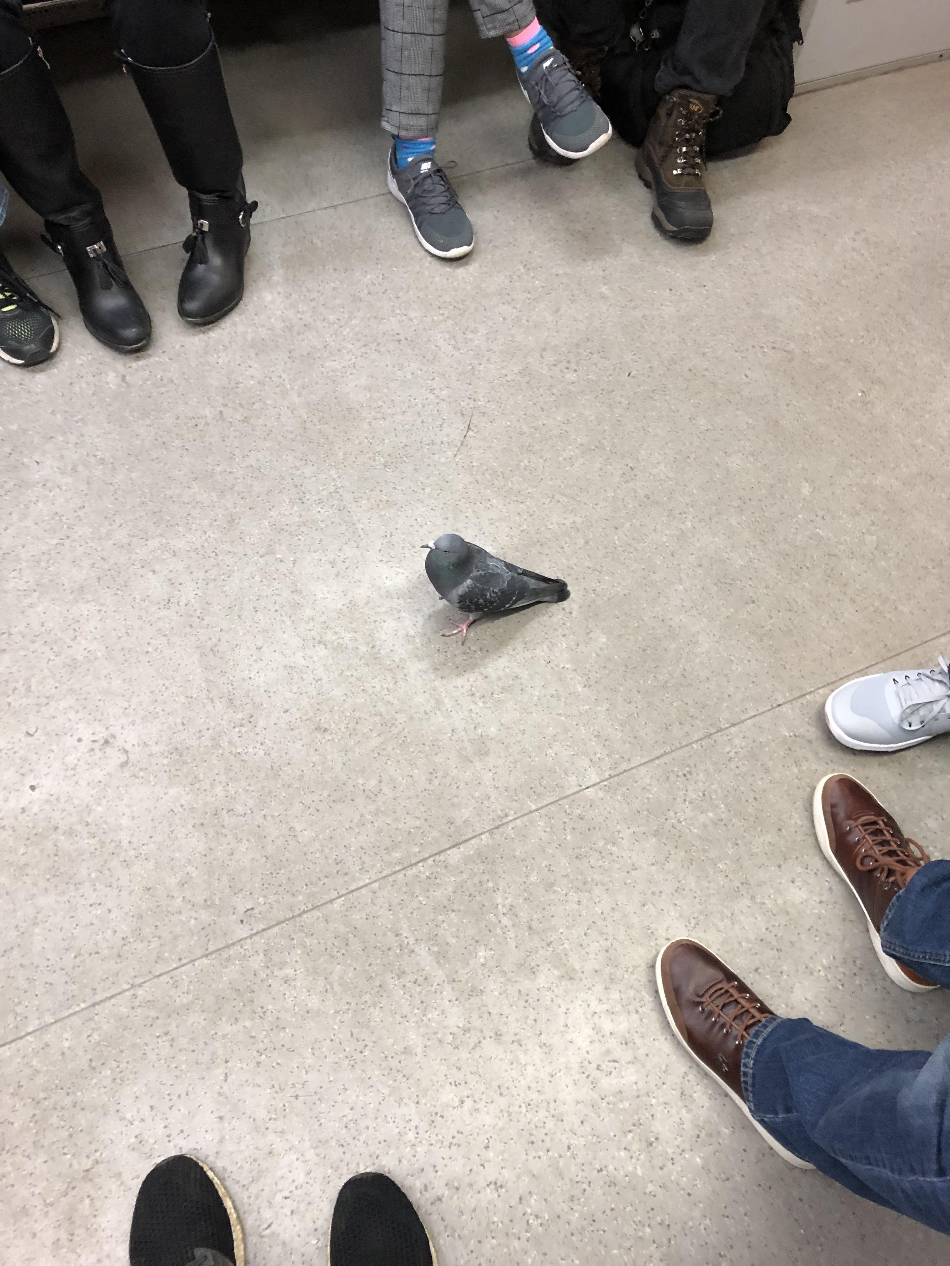 There was a special visitor on the Canada Line today | Scrolller