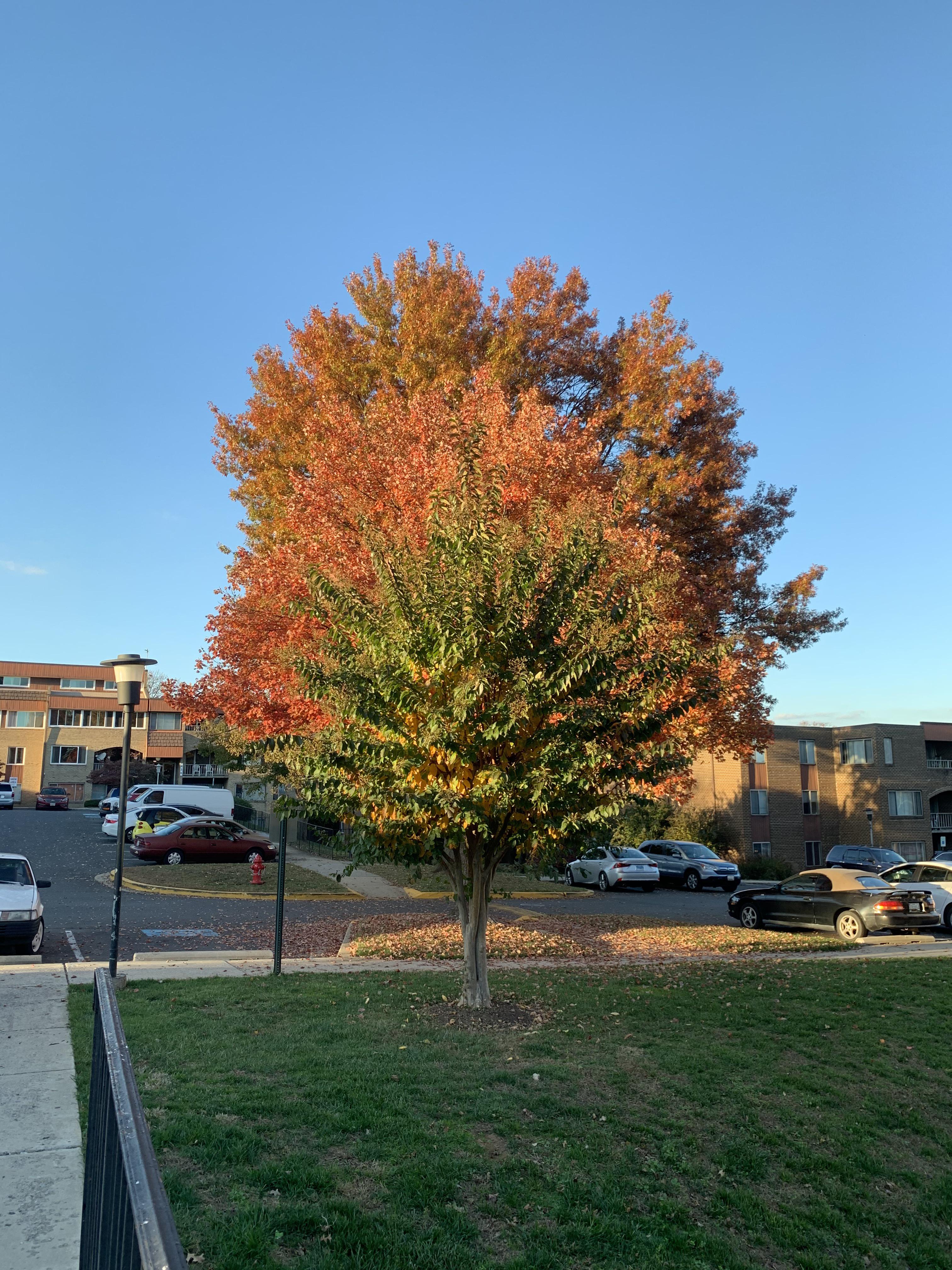 These three trees lined up so perfectly. Maryland, USA. [OC] | Scrolller