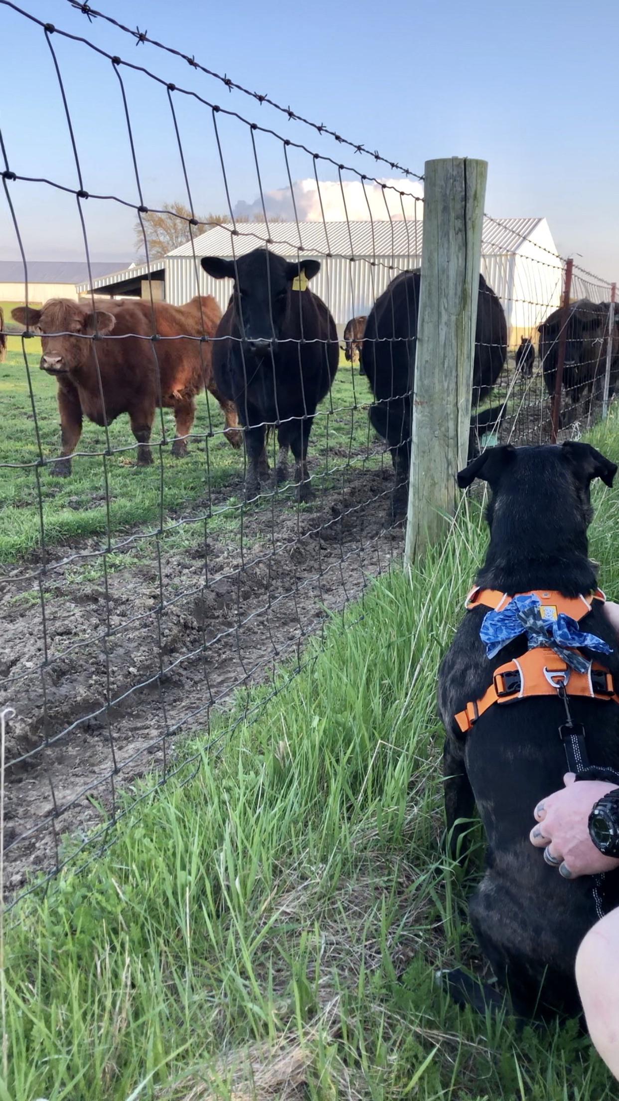 They all come over to say hello every time Kaia visits 😂 | Scrolller