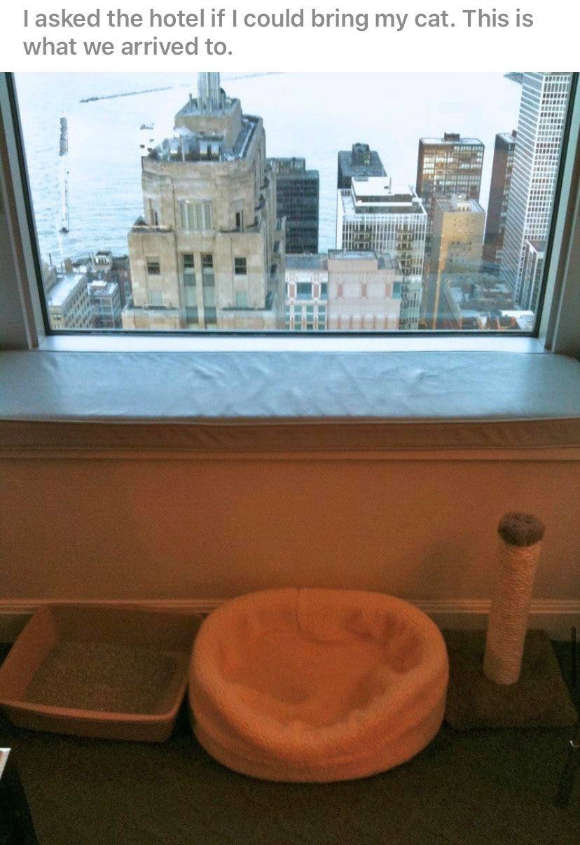 They even gave them a scratching post | Scrolller