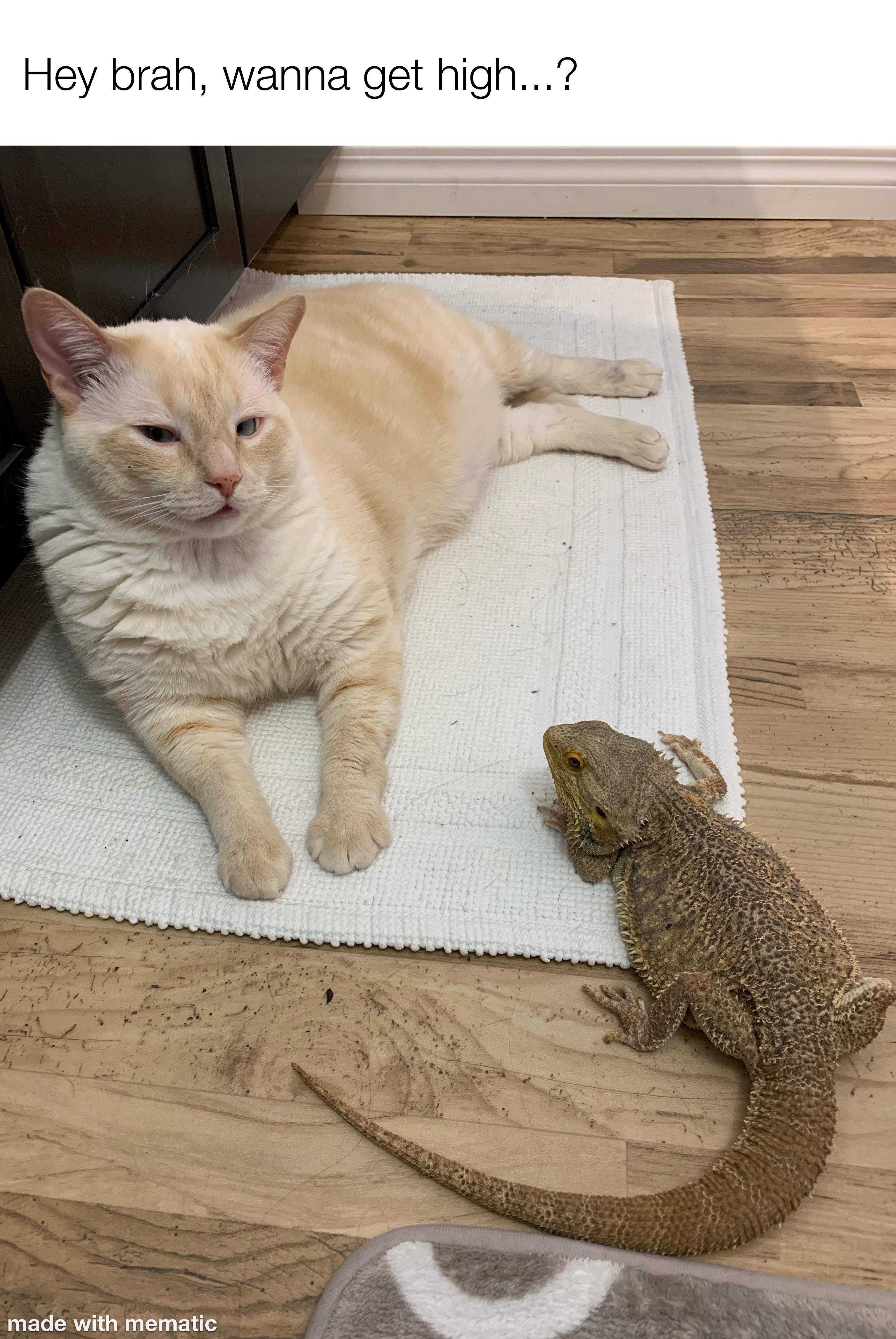 They seem trustworthy! | Scrolller