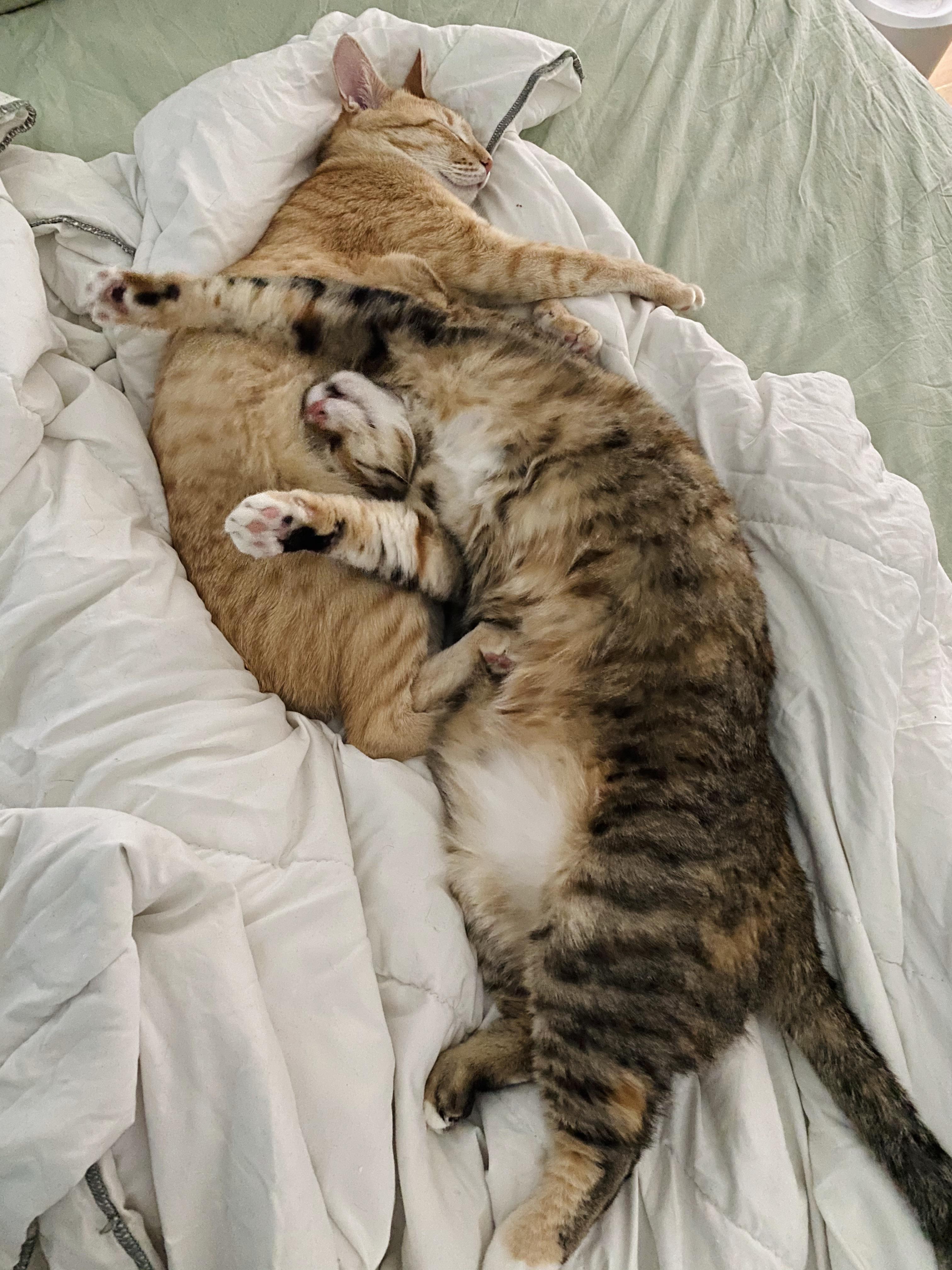 They sleep in different positions everyday, this is how they were today ️ | Scrolller