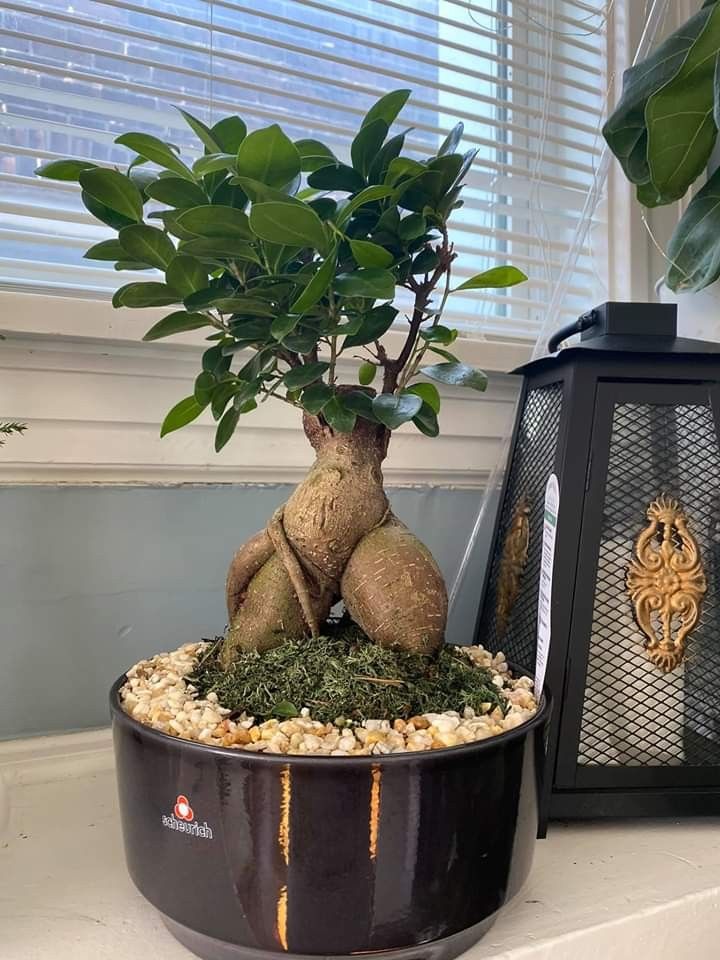 Thicc bonsai | Scrolller