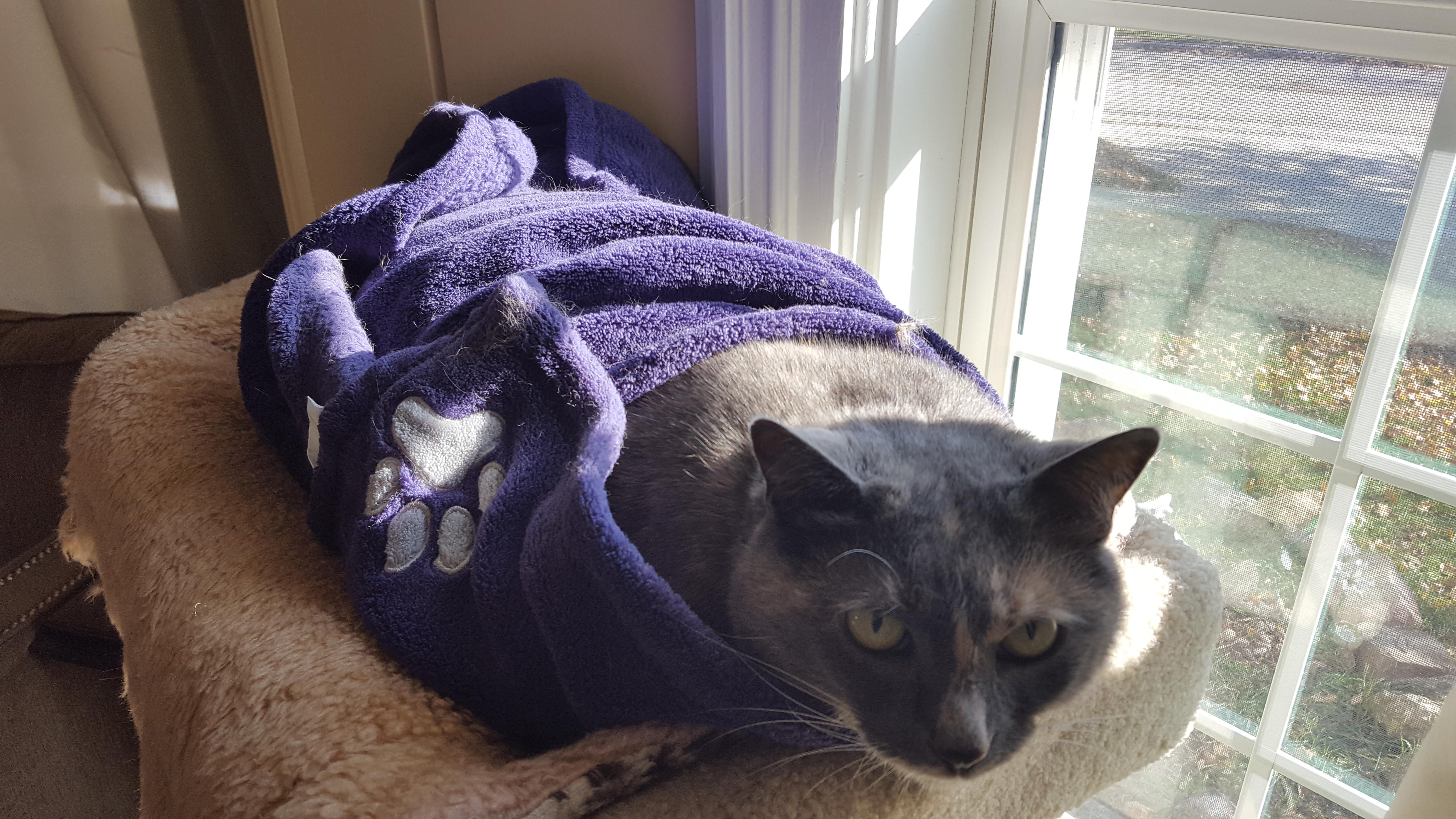 Thicc n Lazy Purrito | Scrolller