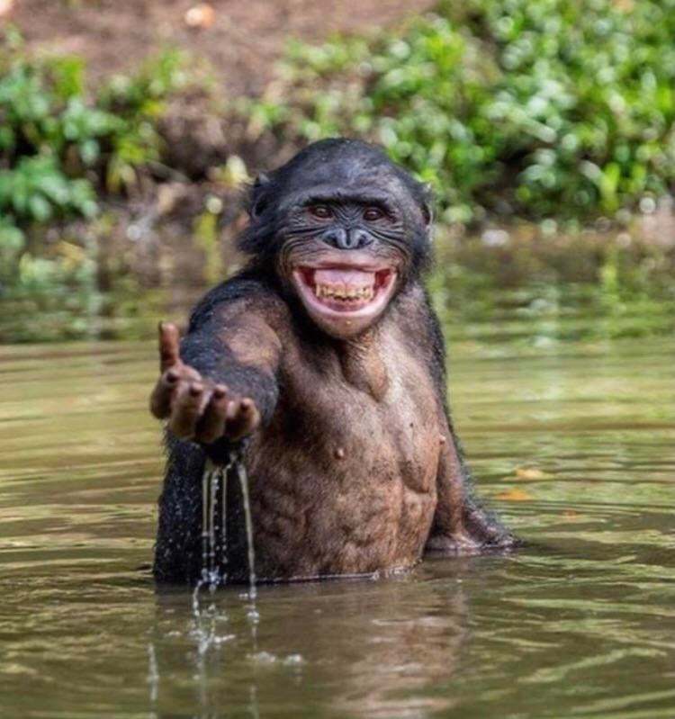 Things like this sub make me want to go back and become monke again | Scrolller