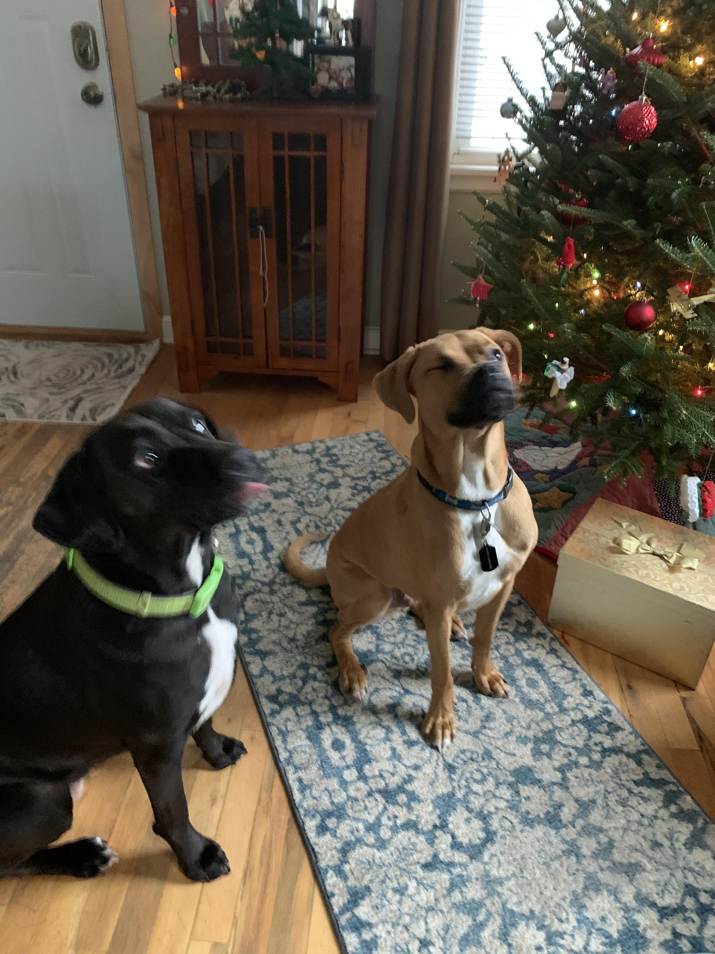 Think the fella on the right is BMC boxer mix | Scrolller