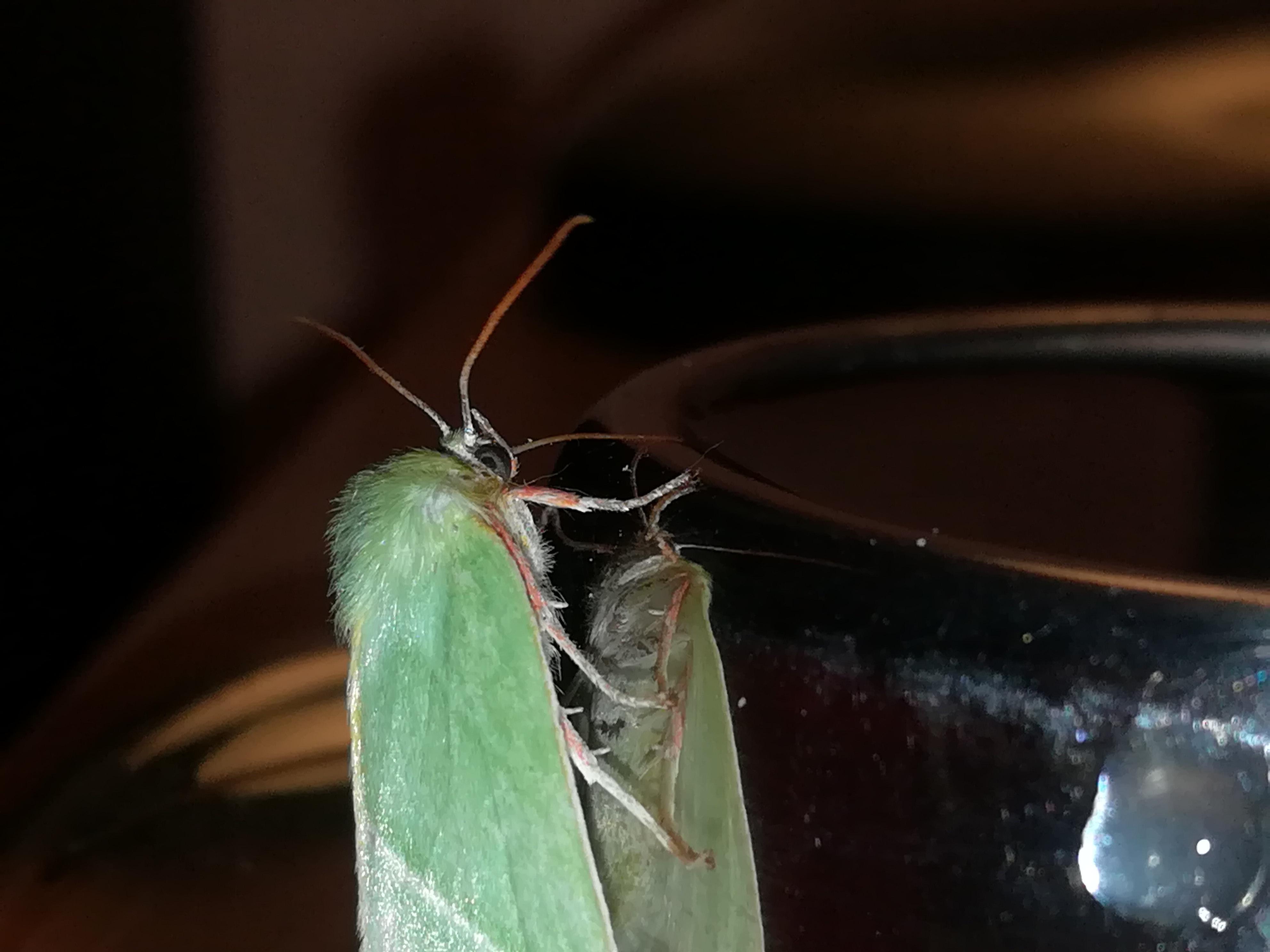 Thirsty Green Silver-lines moth | Scrolller
