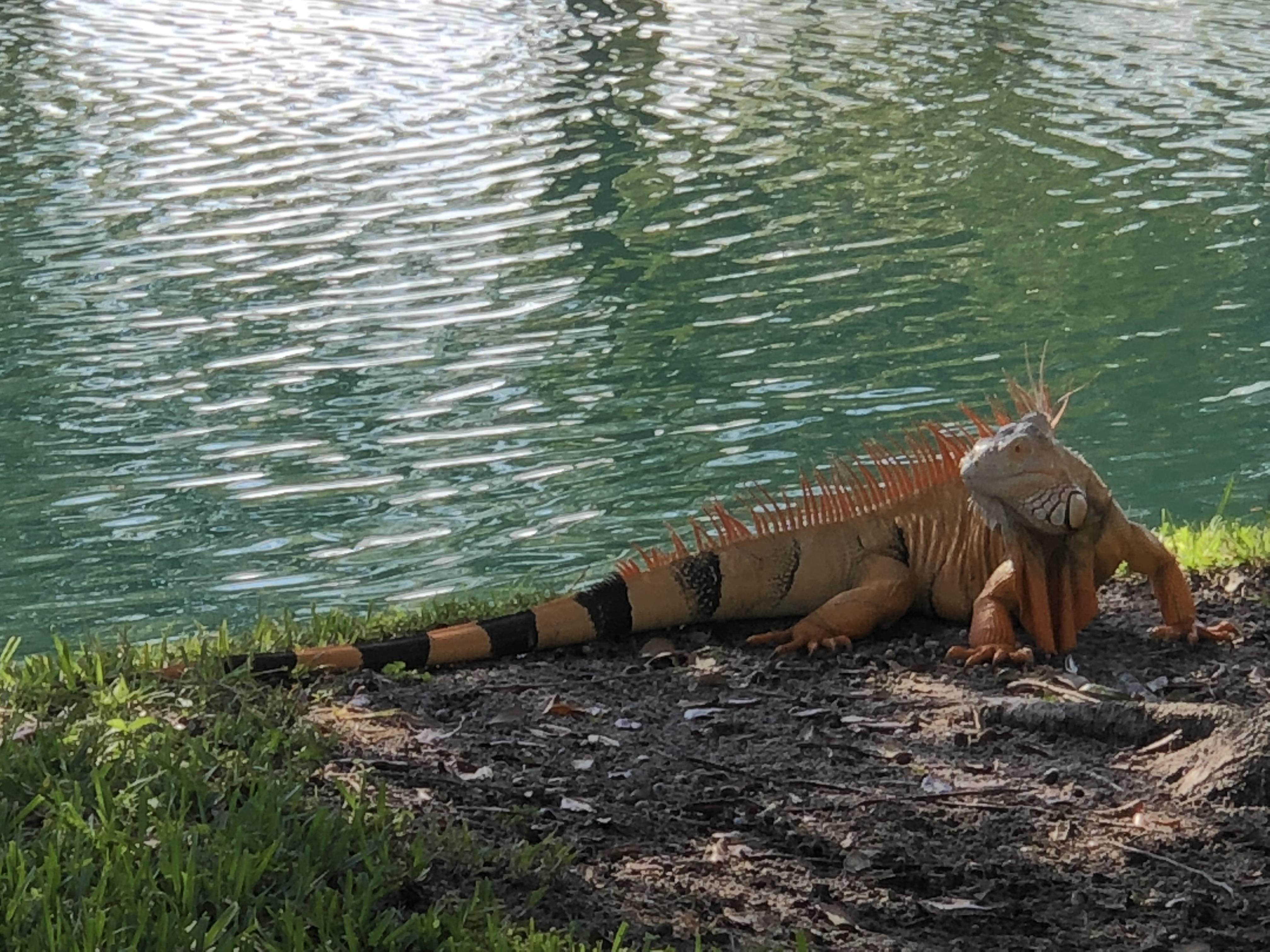 This absolute unit of an iguana at my school. | Scrolller