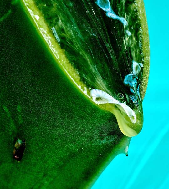 This aloe vera by Alissa Ashley | Scrolller