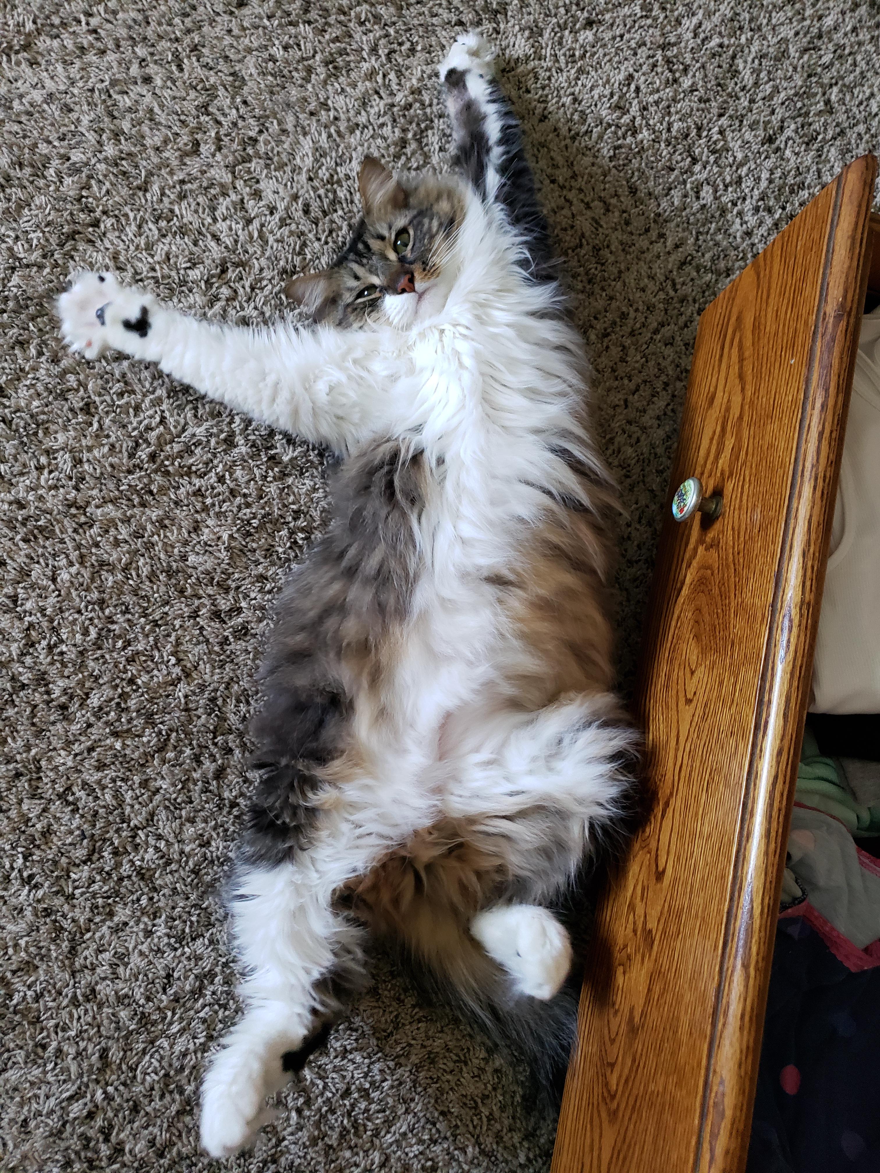 This Apollo | Scrolller