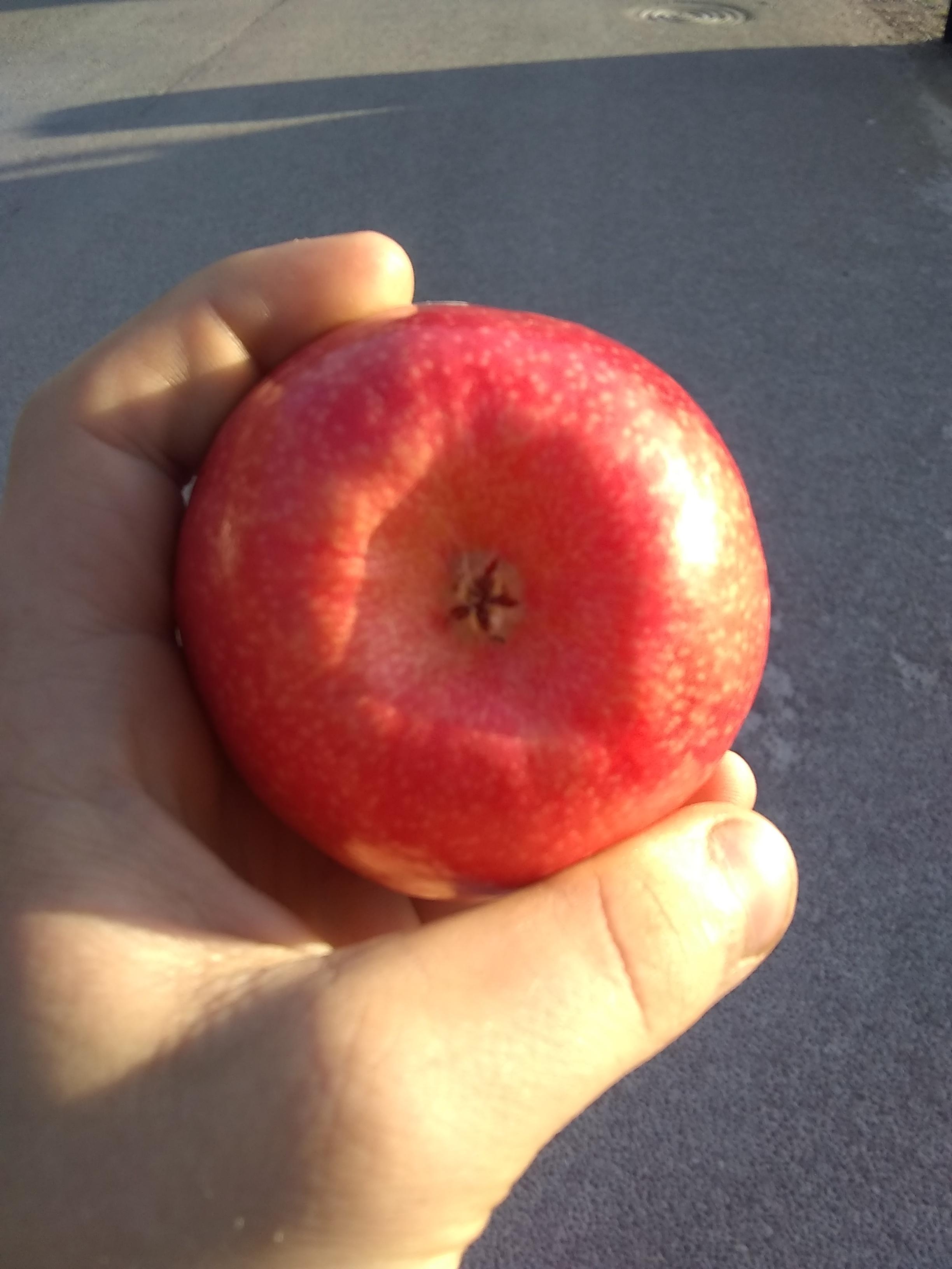 This apple | Scrolller