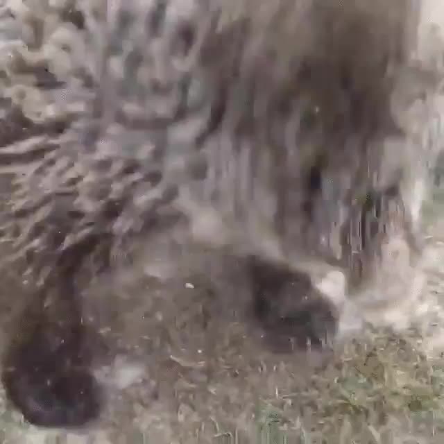 This bear flopping into a pool. | Scrolller