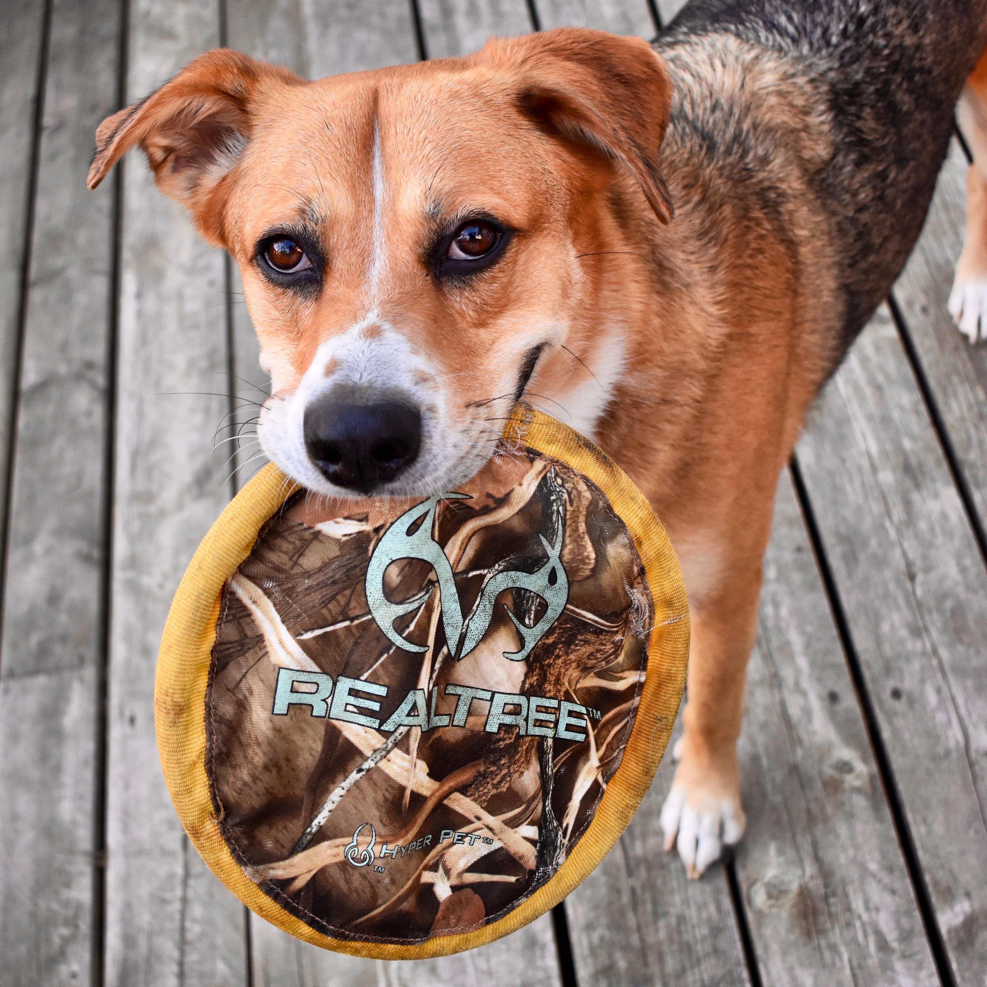 This beautiful mutt with her spotty nose 😍 | Scrolller