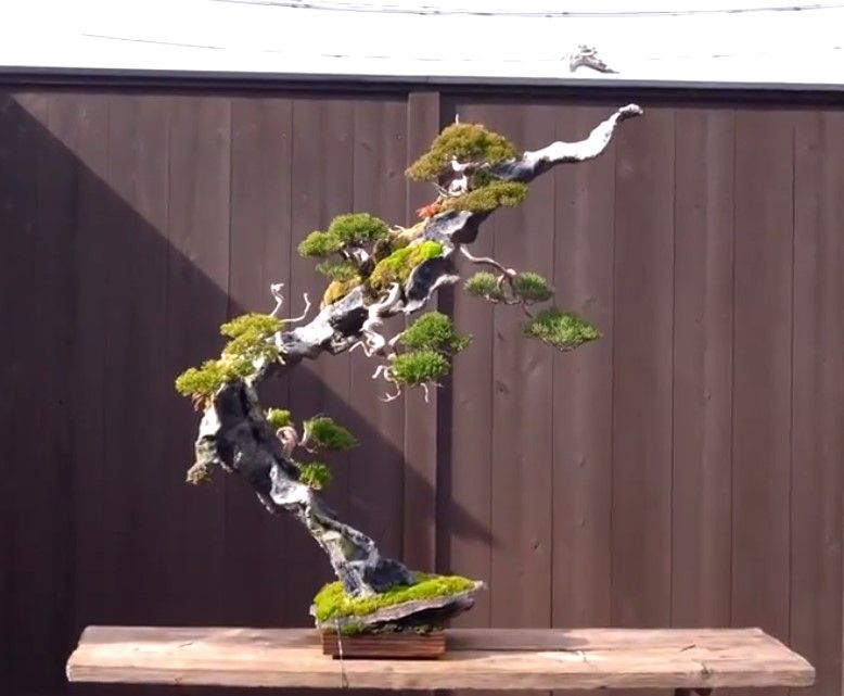 This bonsai from Taikan Bonsai museum | Scrolller