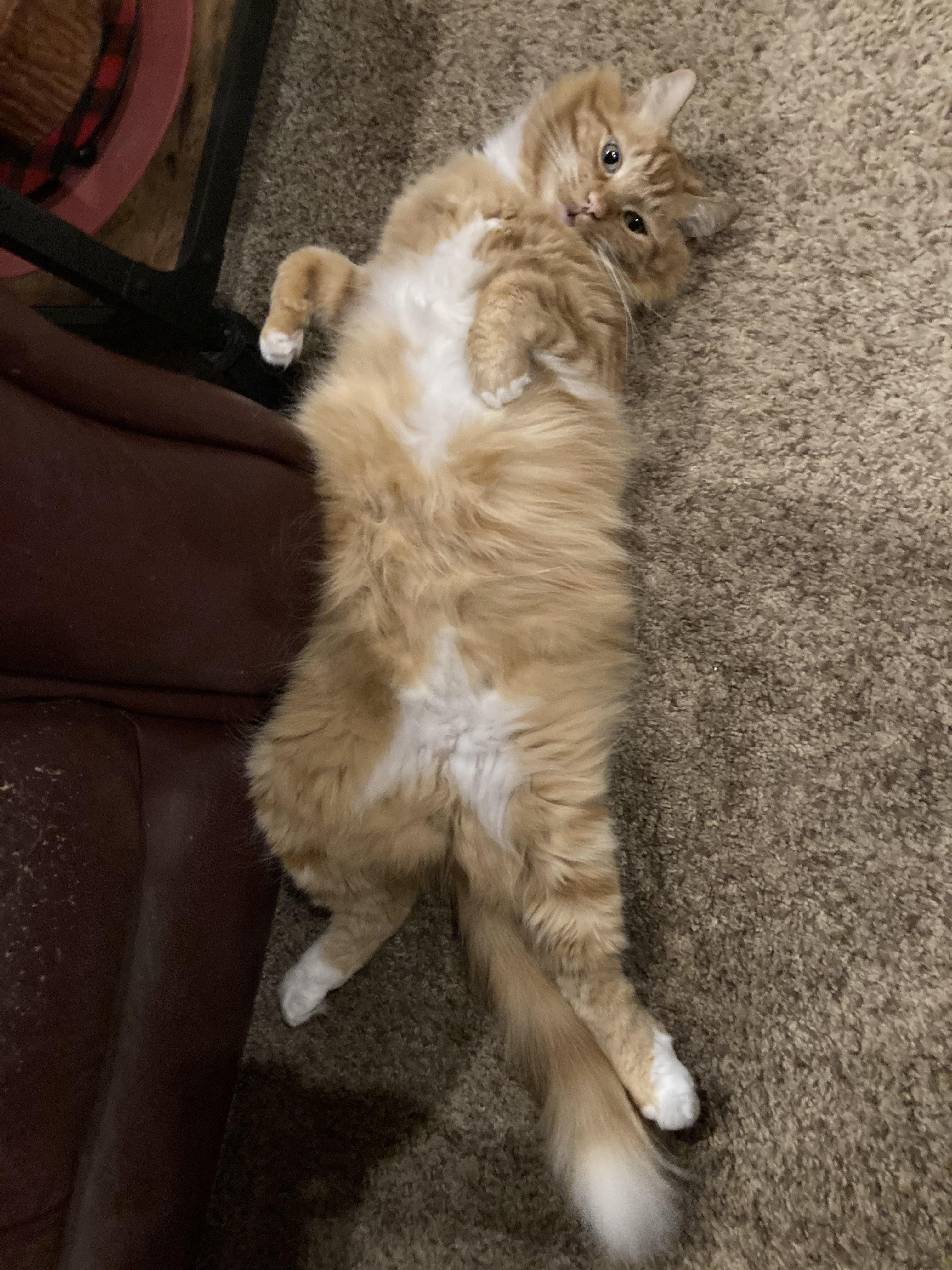 This cat likes it’s stomach rubbed | Scrolller