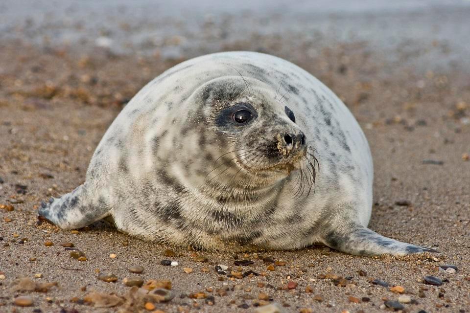 This chonker at the beach | Scrolller