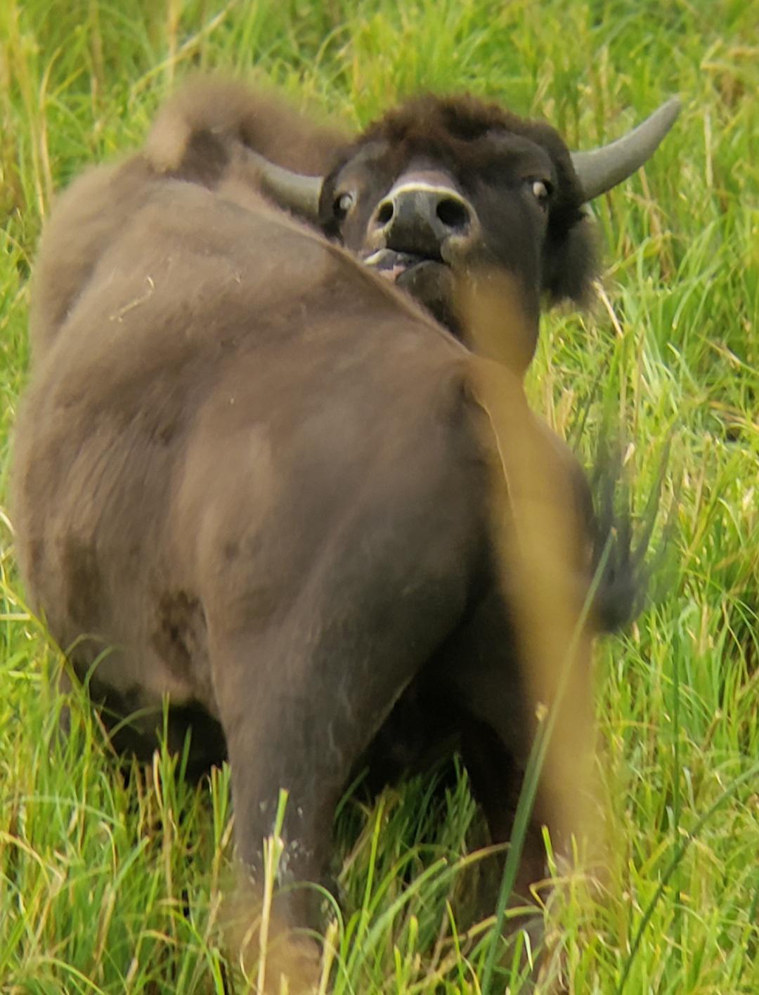 This fantastic picture I captured of a funny looking bison in Yellowstone National Park. | Scrolller