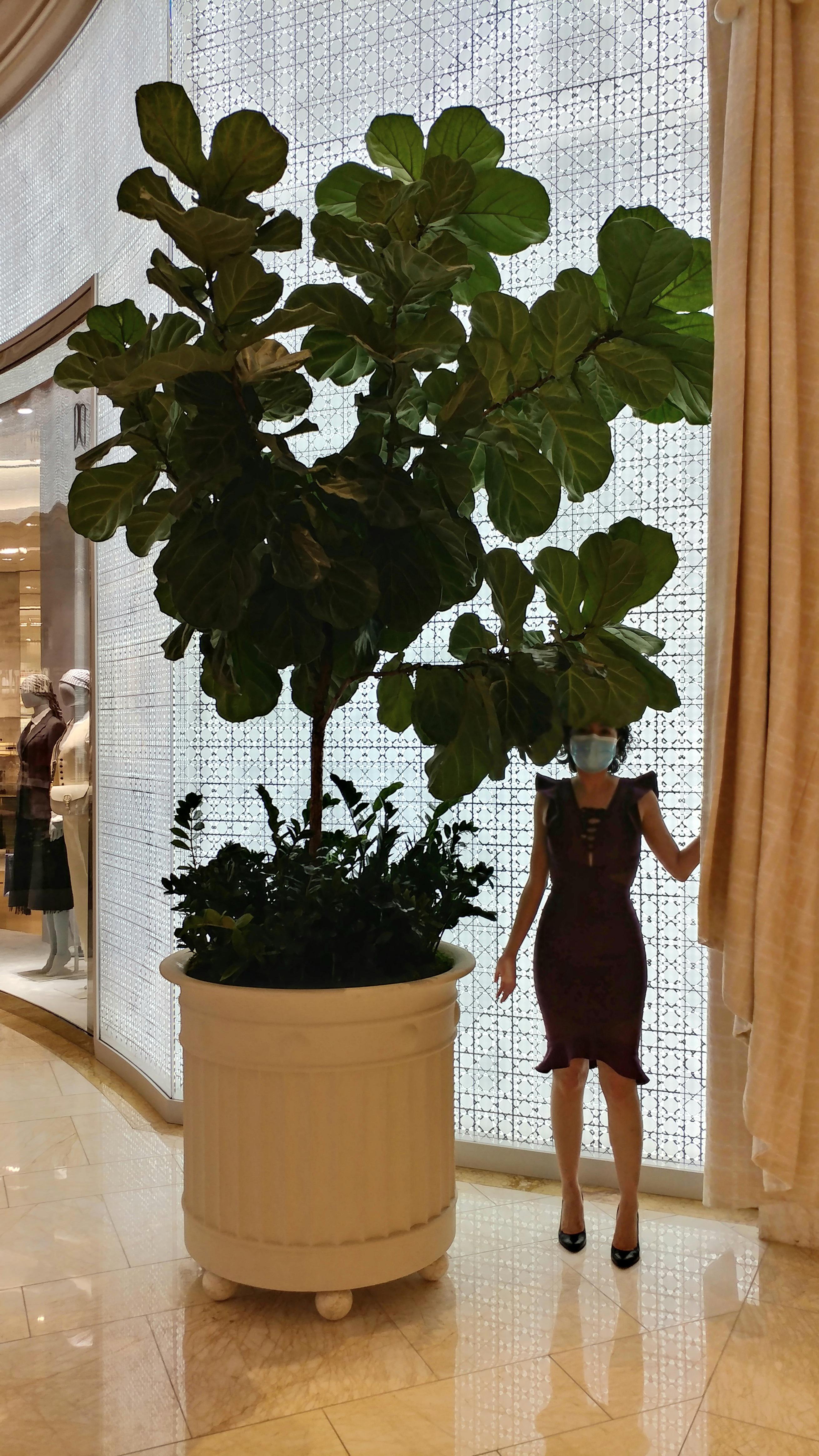 This fiddle leaf fig tree and ZZ plant combo had me in awe! | Scrolller