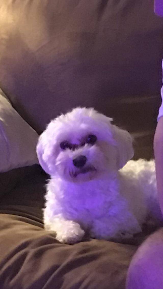 This handsome guy(Albert) | Scrolller