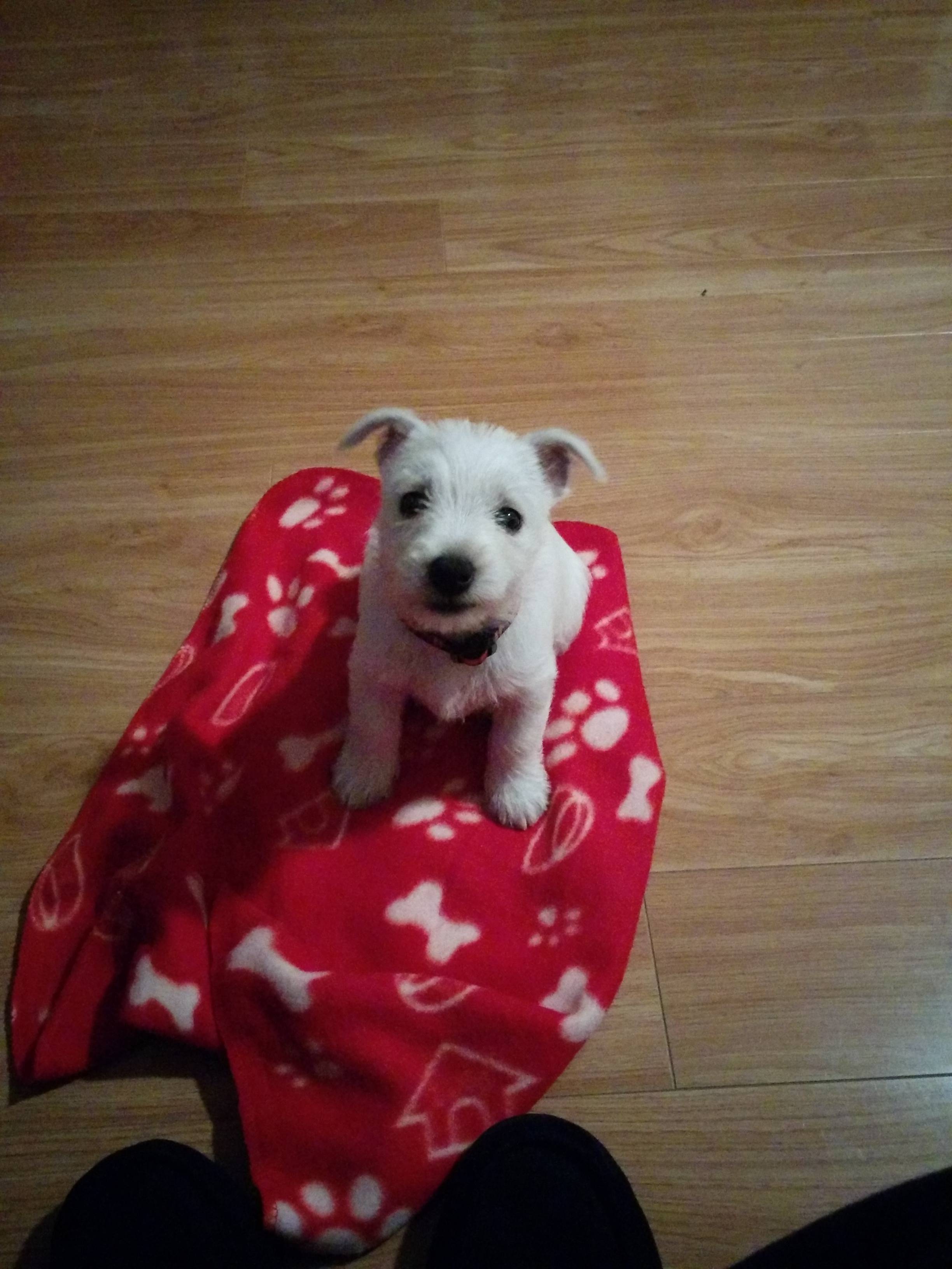 This is Agnes, our 8 week old peeing machine | Scrolller