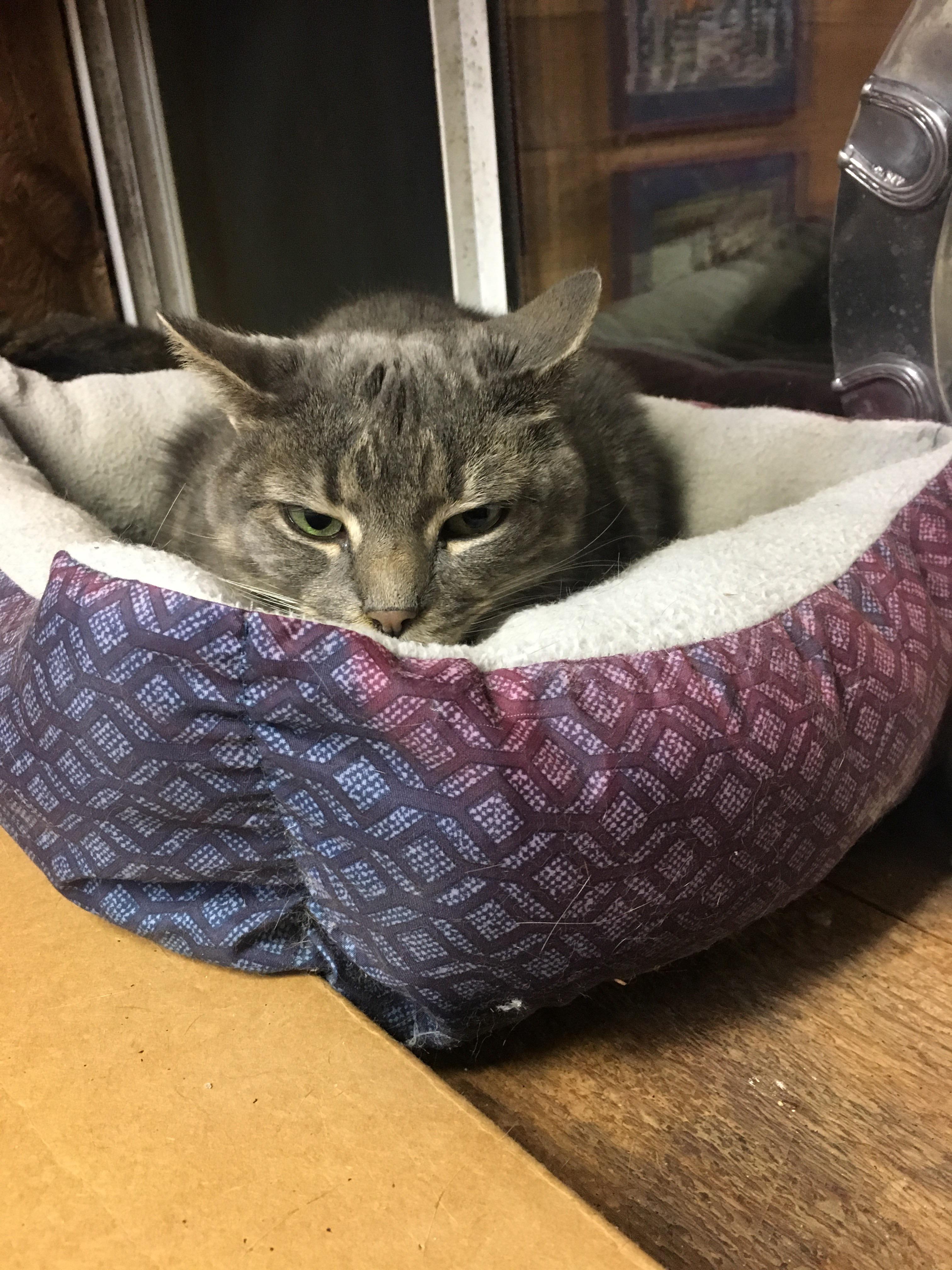 This is Baseball. He’s always grumpy | Scrolller