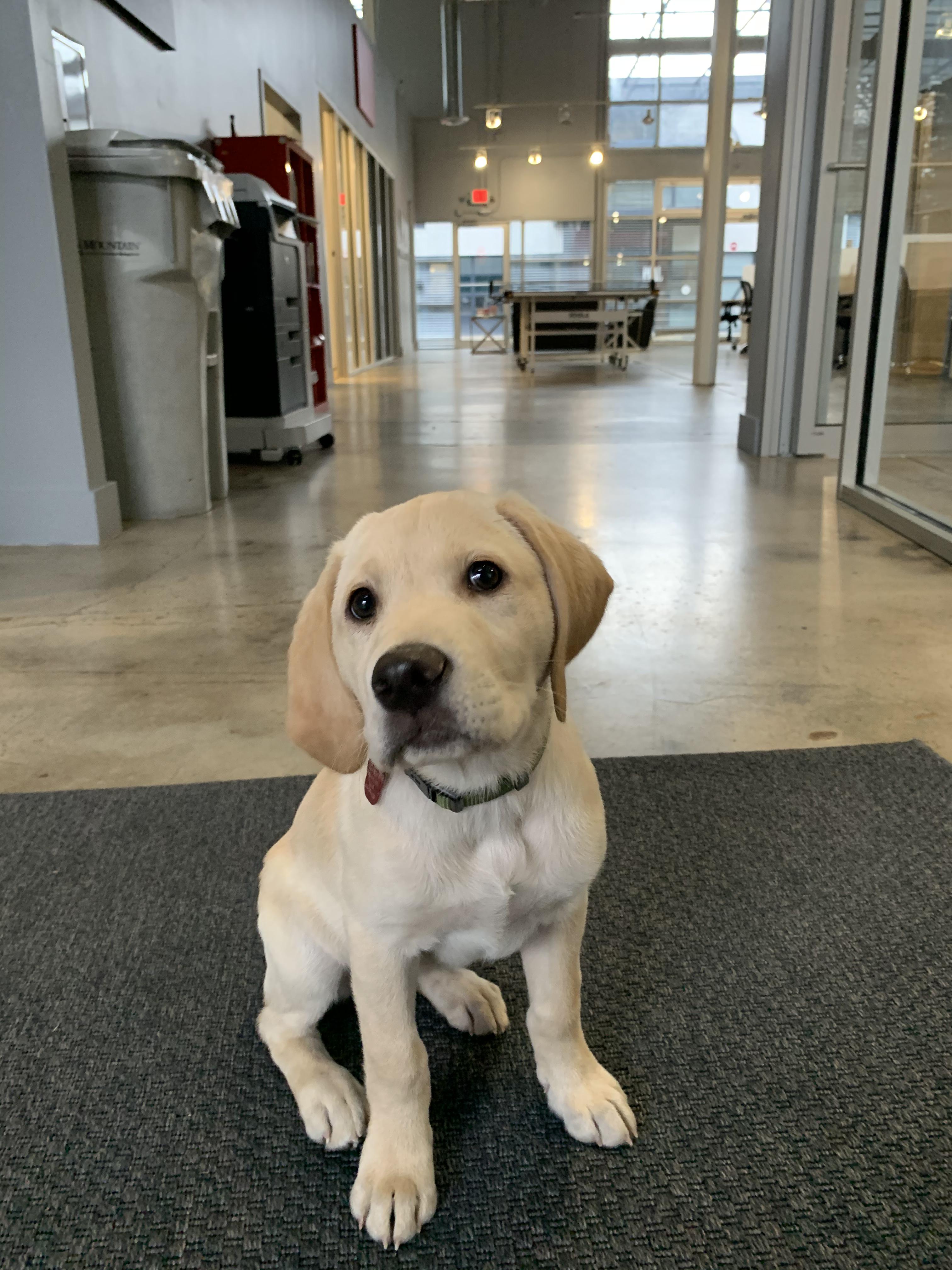 This is Belle, my rainy day office pup! | Scrolller