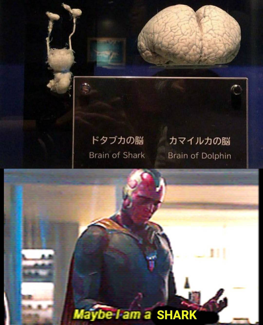 This is big brain time | Scrolller