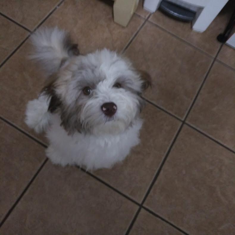 This is Ernie. He's a floof. | Scrolller