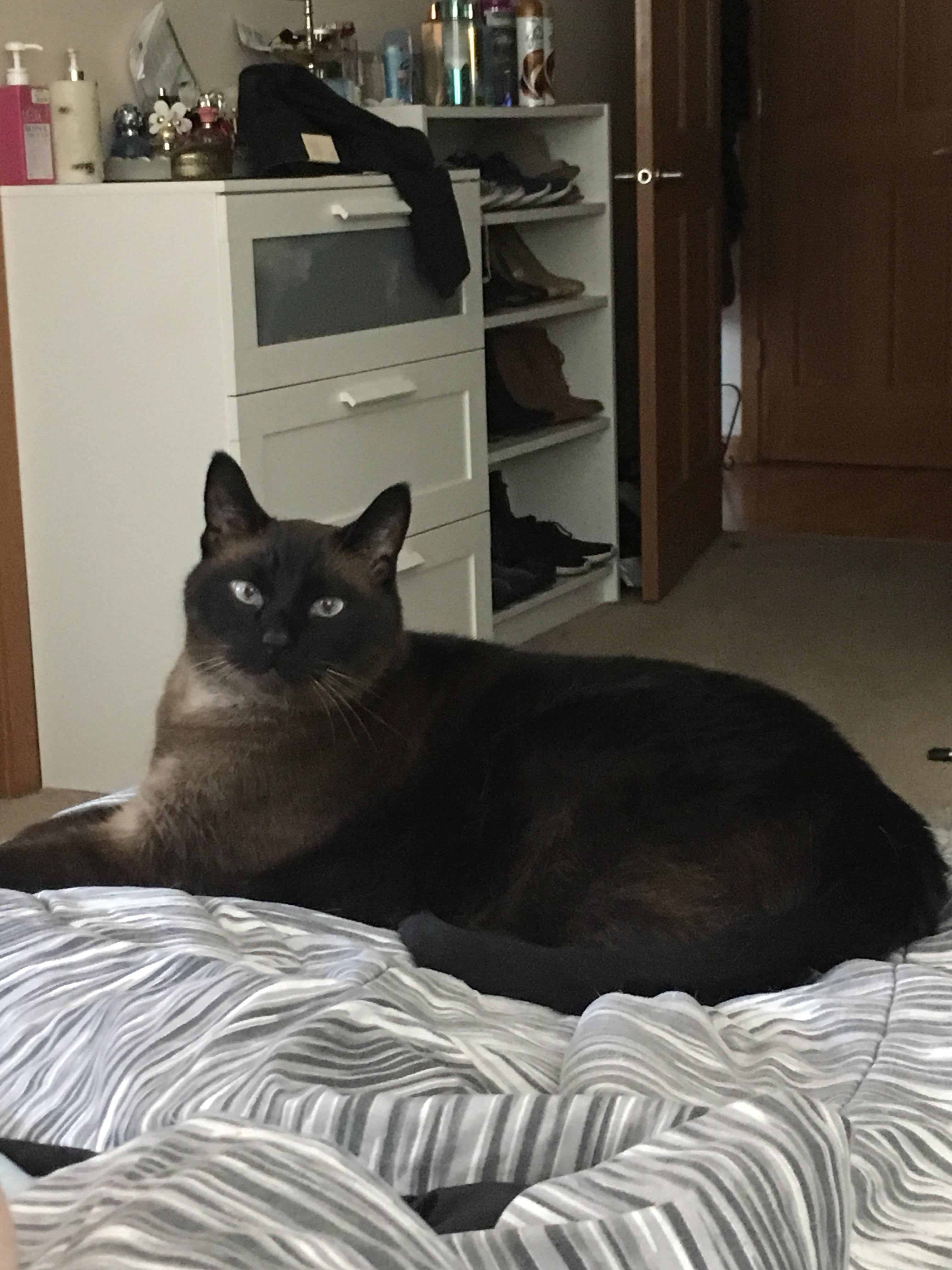 This is Flipper. He is a Polydactyl Siamese | Scrolller