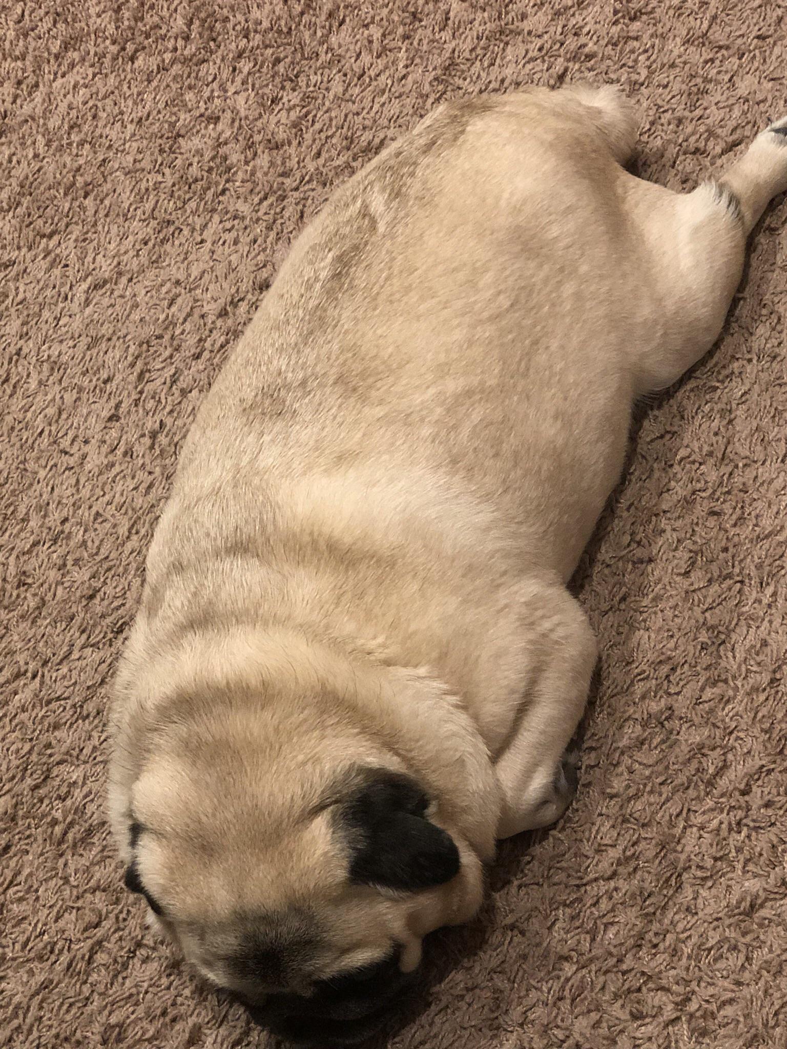 This is her pre-nap time nap position | Scrolller