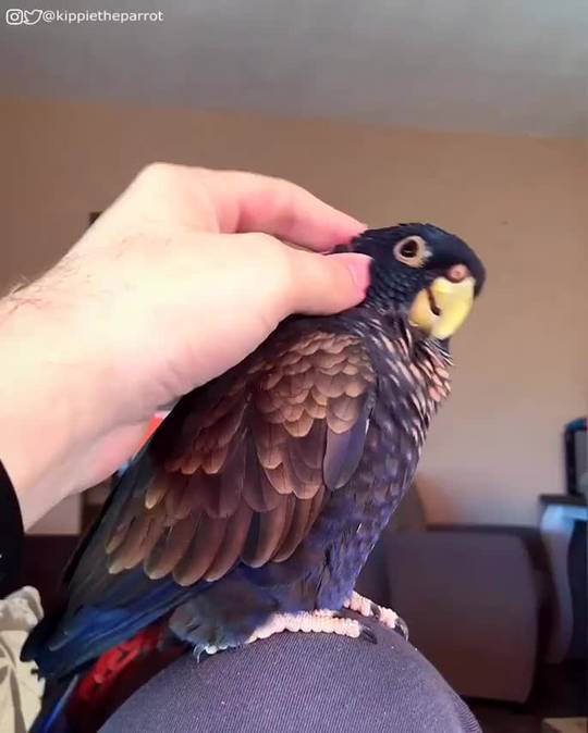 This is how it looks like to give the most beautiful bird on the planet a brushybrushy | Scrolller