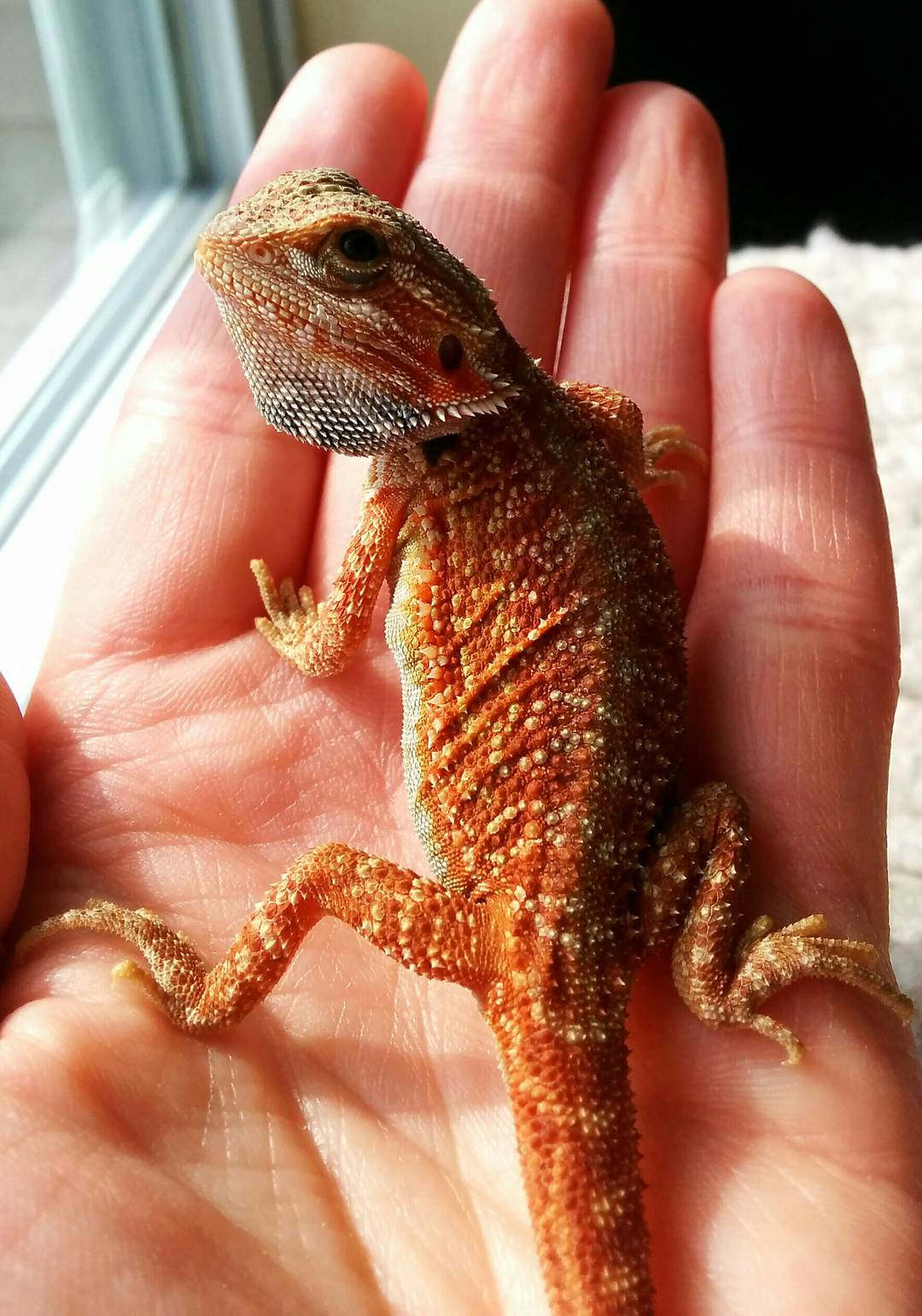 This is Loiosh, a year ago. Bearded dragon | Scrolller